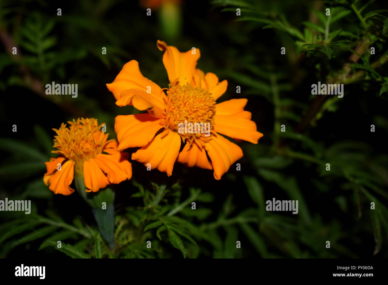 Flowers Of Assam High Resolution Stock Photography and Images - Alamy
