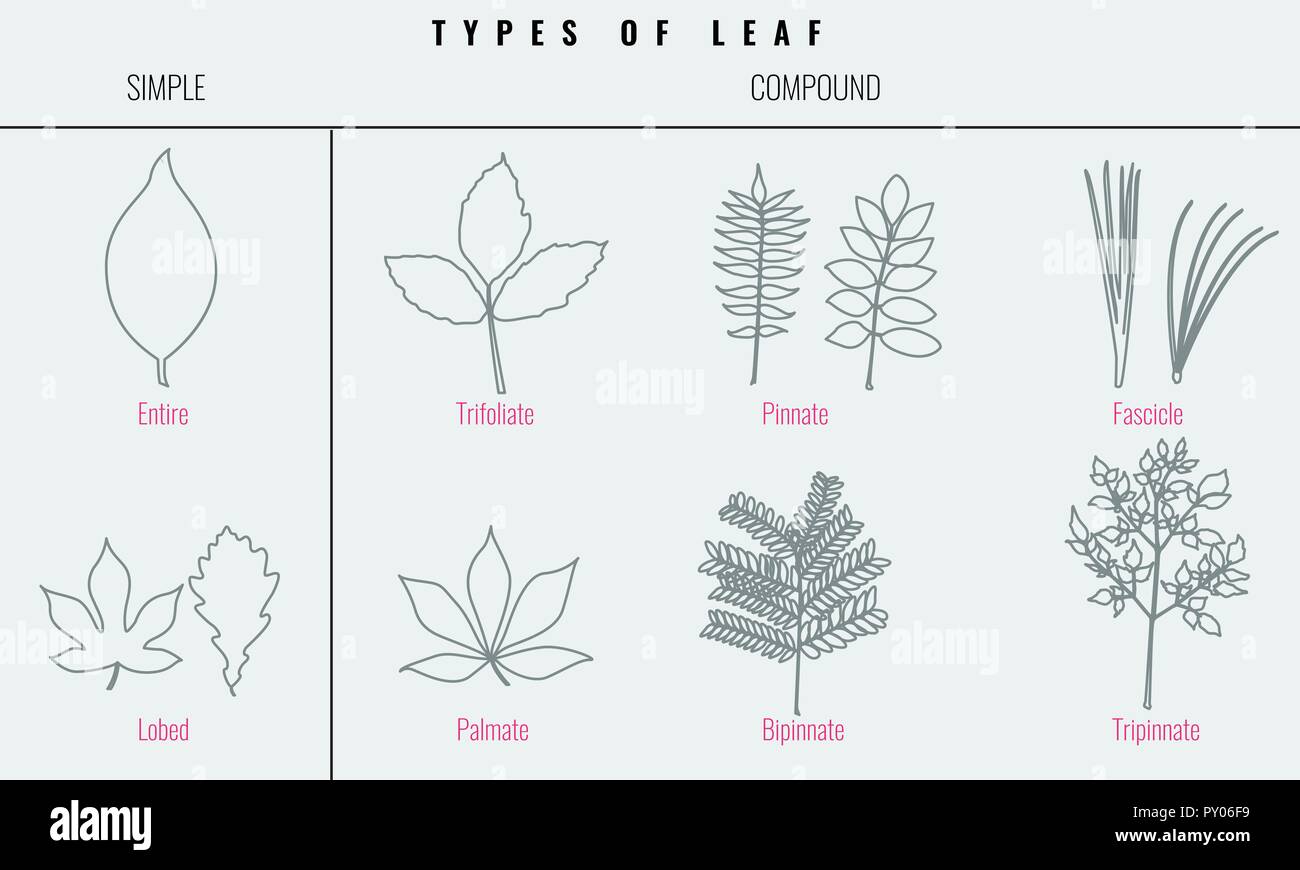 Collection for Types of leaf with trendy line art style. Vector ...
