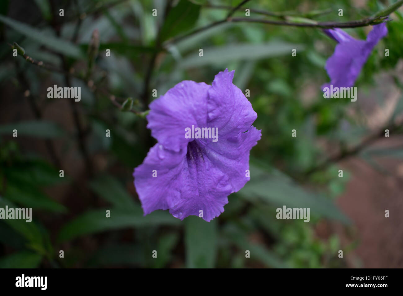 a picture of a Ruellia simplex Stock Photo - Alamy