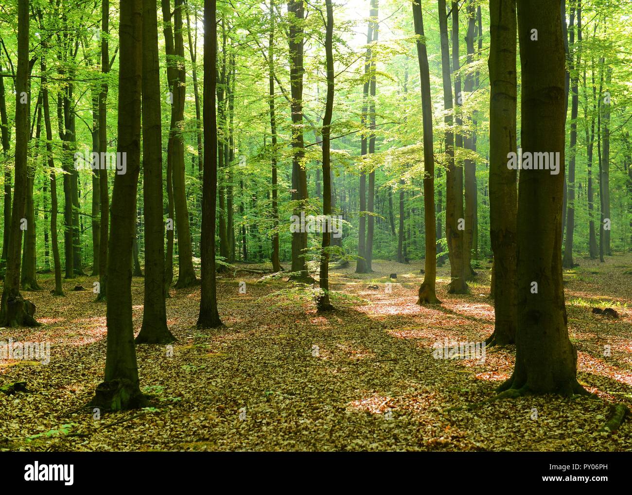 Green forest and fog composition hi-res stock photography and images ...