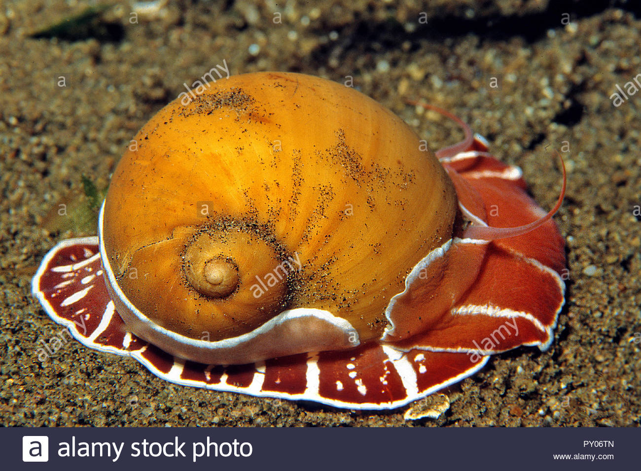 Predatory Sea Snail Stock Photos & Predatory Sea Snail Stock Images - Alamy