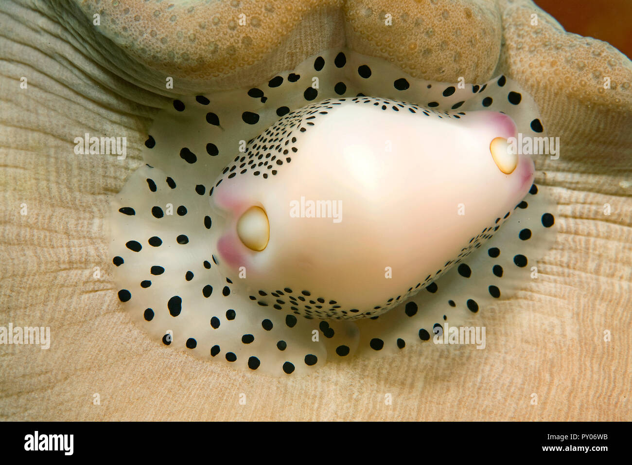 Common calpurnus, Umbilical Egg Shell or Warty/Little Egg Cowry ...