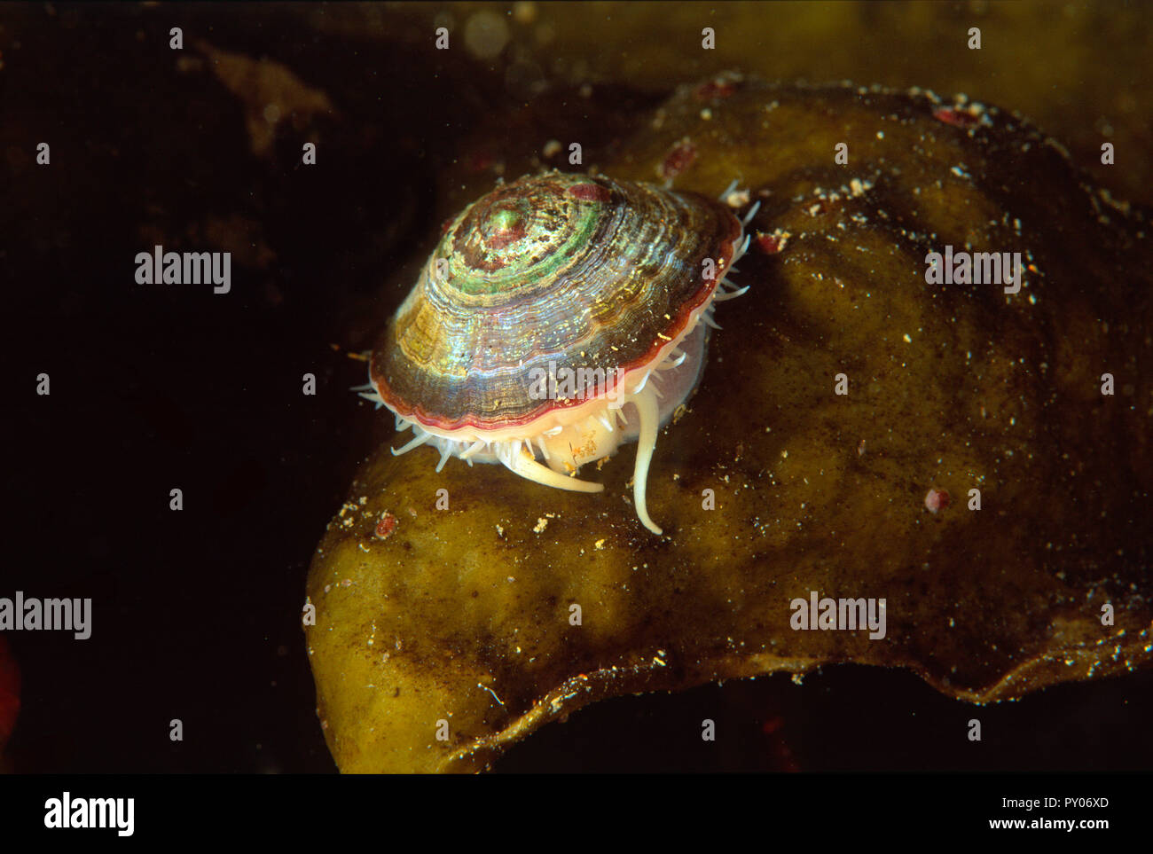 Concinna High Resolution Stock Photography and Images - Alamy