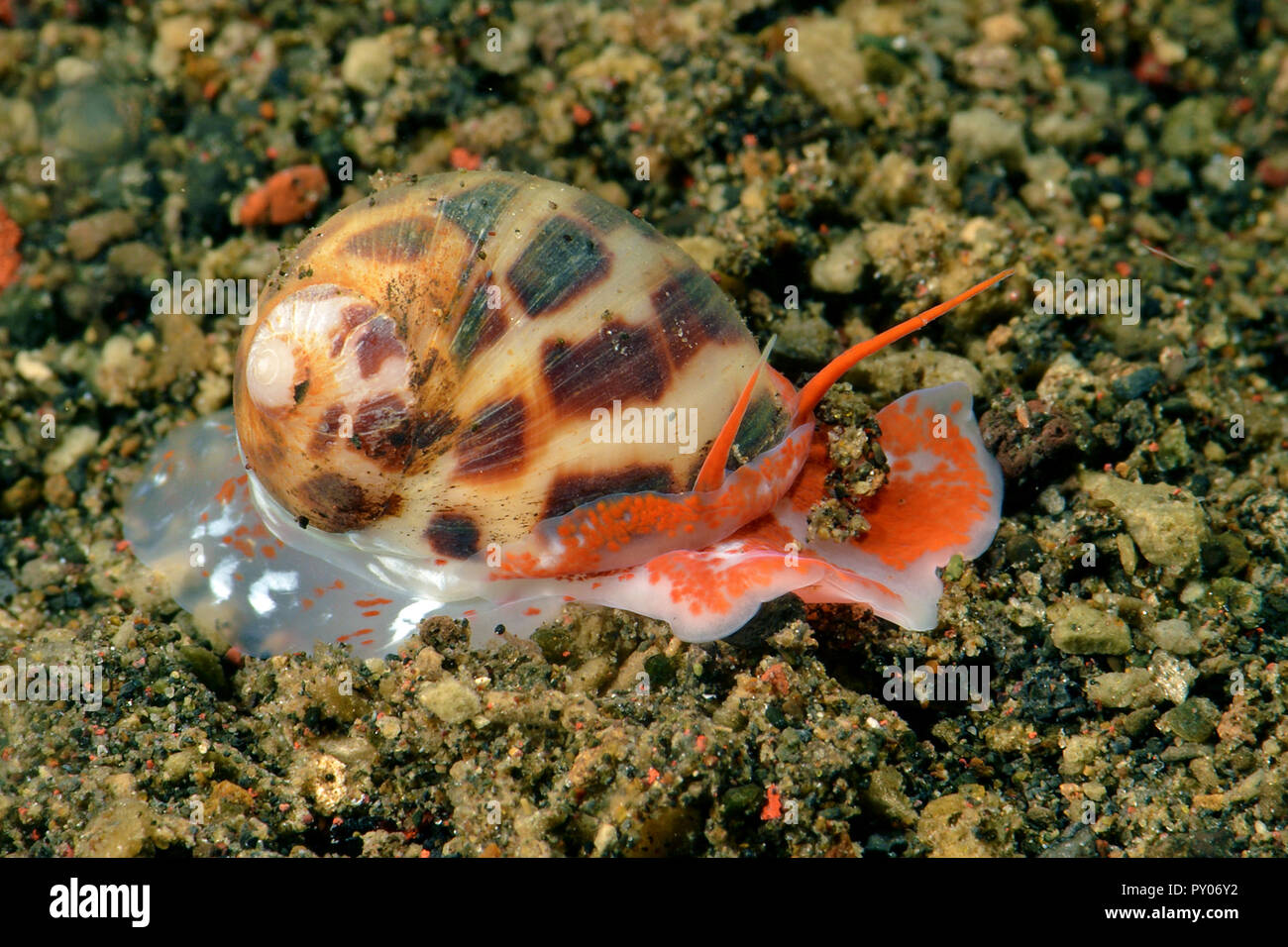 Naticoidea hi-res stock photography and images - Alamy