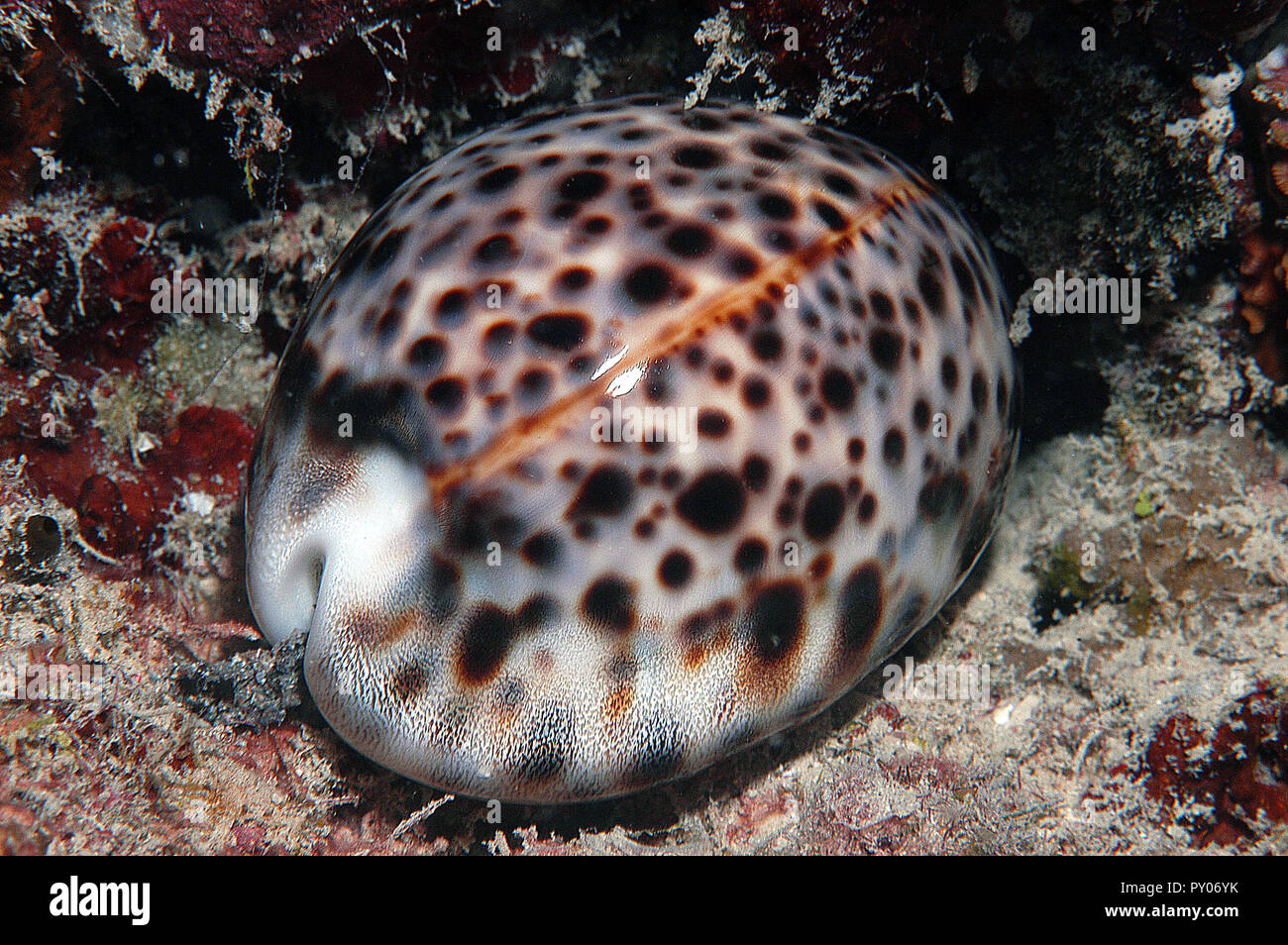 Cowries hi-res stock photography and images - Alamy