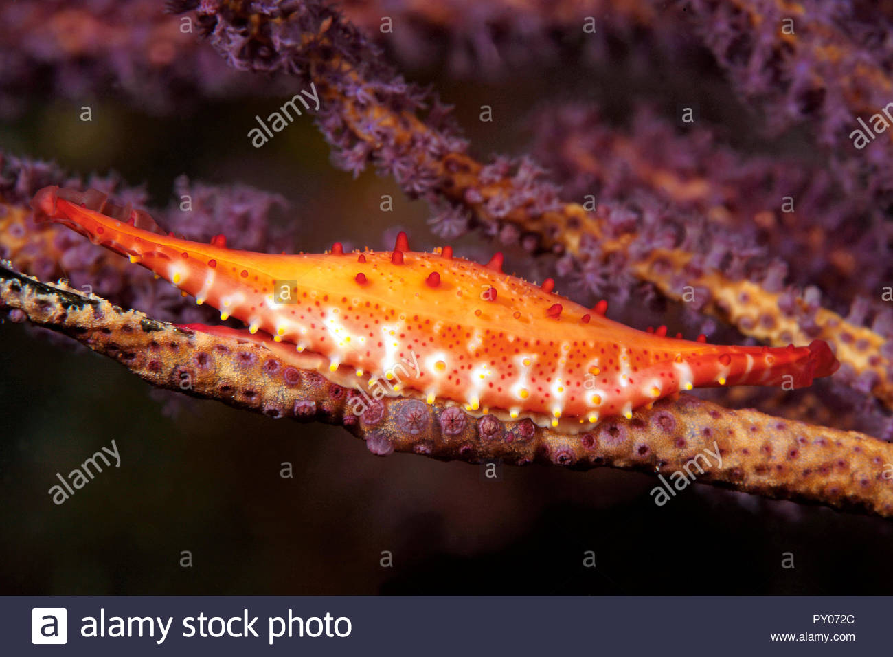 Cowrie Shell Stock Photos & Cowrie Shell Stock Images - Alamy