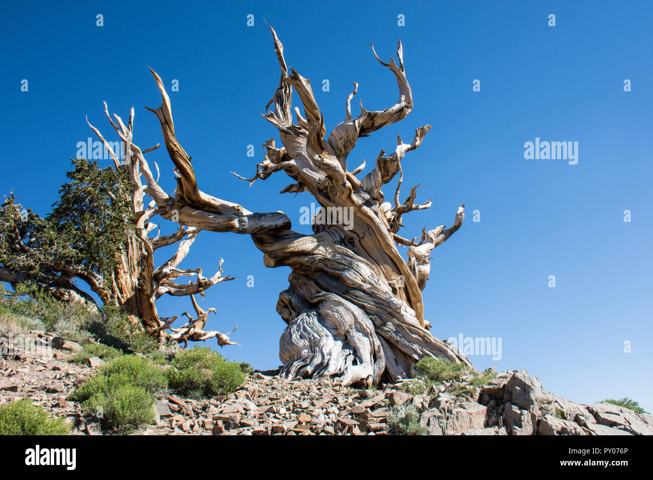 Ancient Bristlecone Pine Tree - these old trees have twisted and ...