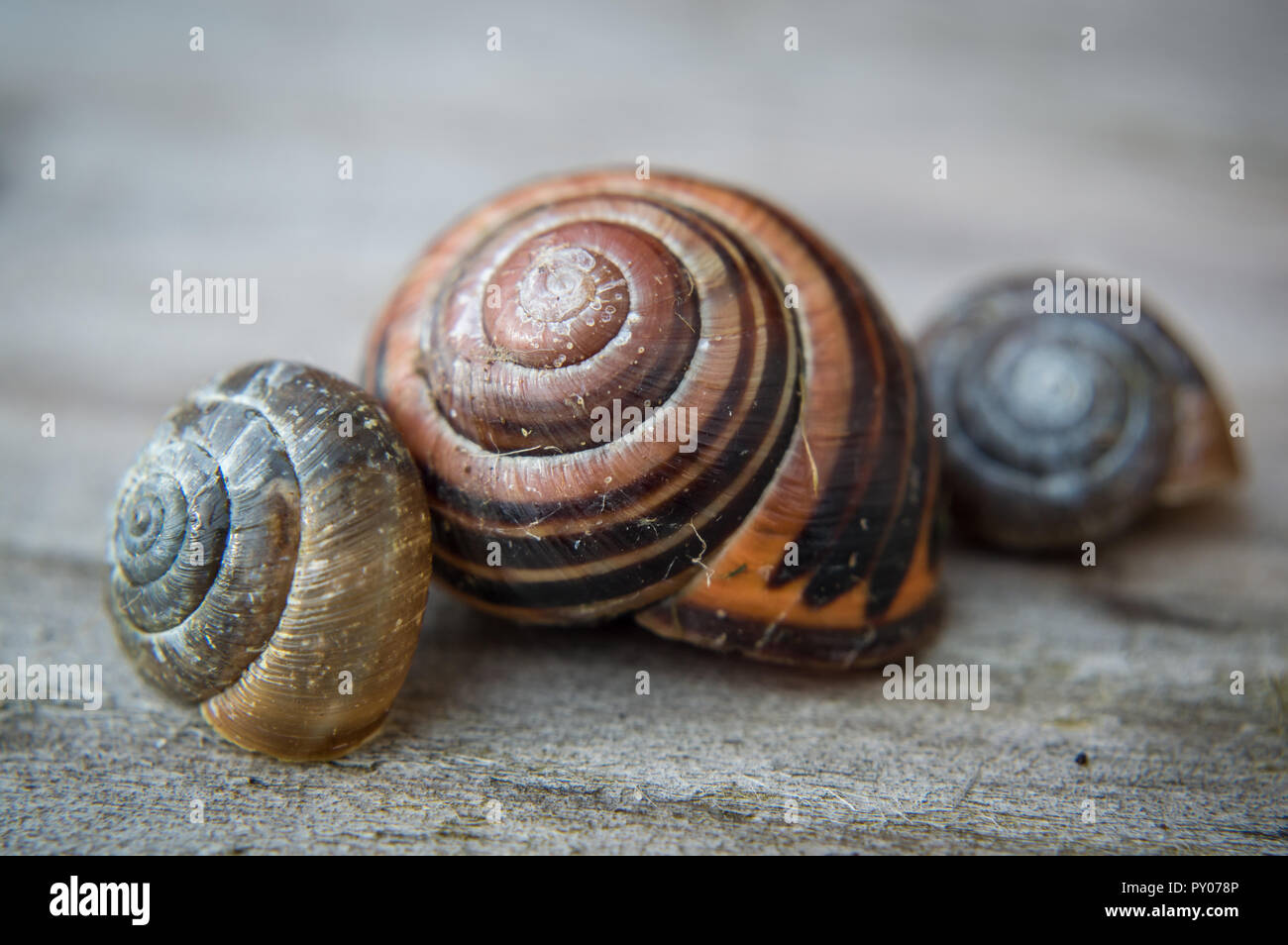 Snail on bench hi-res stock photography and images - Alamy