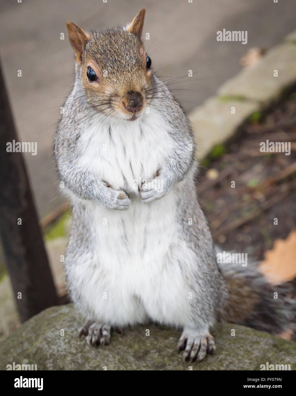 Friendly grey squirrel standing in a rock in the grounds of the Glasgow ...