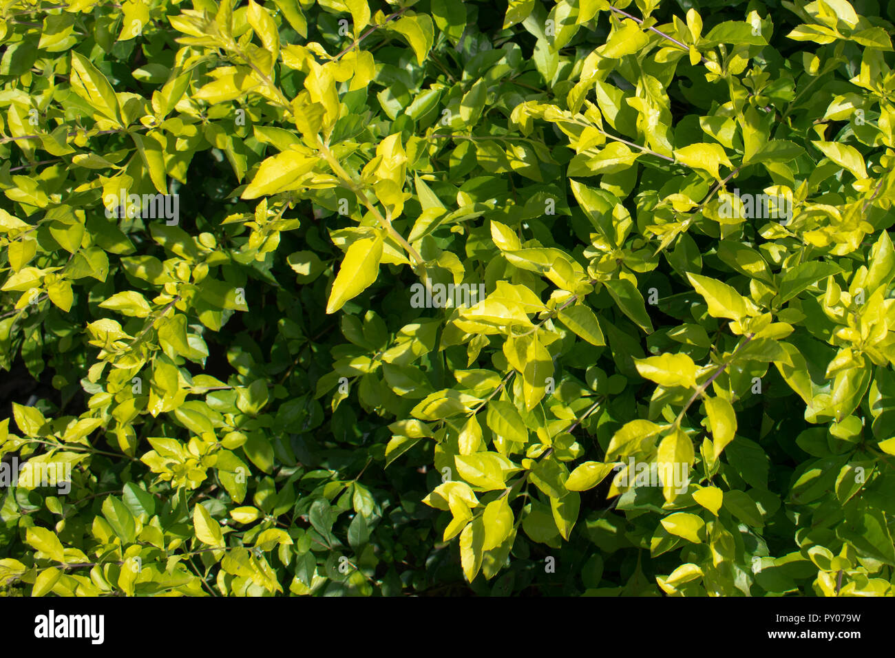 Light green yellowish hi-res stock photography and images - Alamy