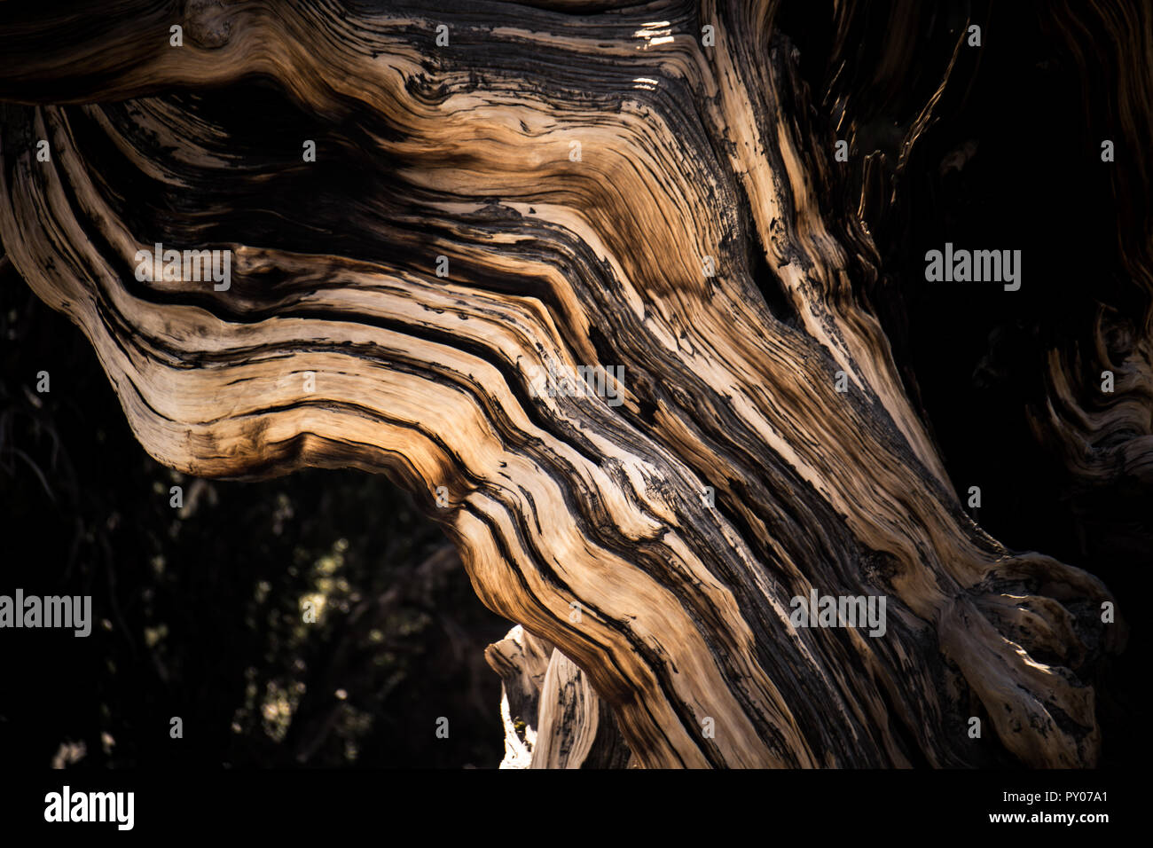 Ancient Bristlecone Pine Tree - these old trees have twisted and ...