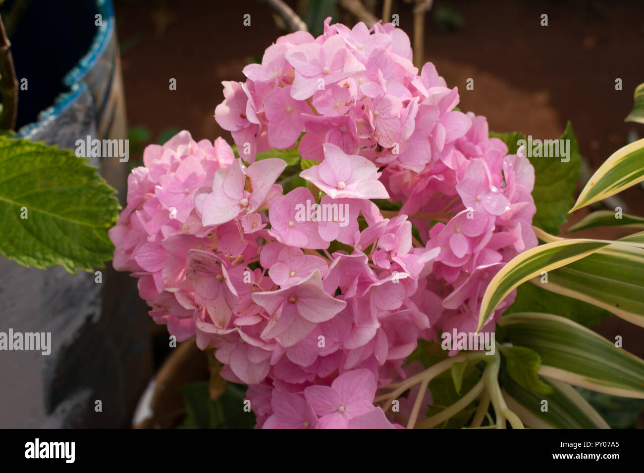 A Bigleaf Hydrangea (Hydrangea macrophylla Stock Photo - Alamy
