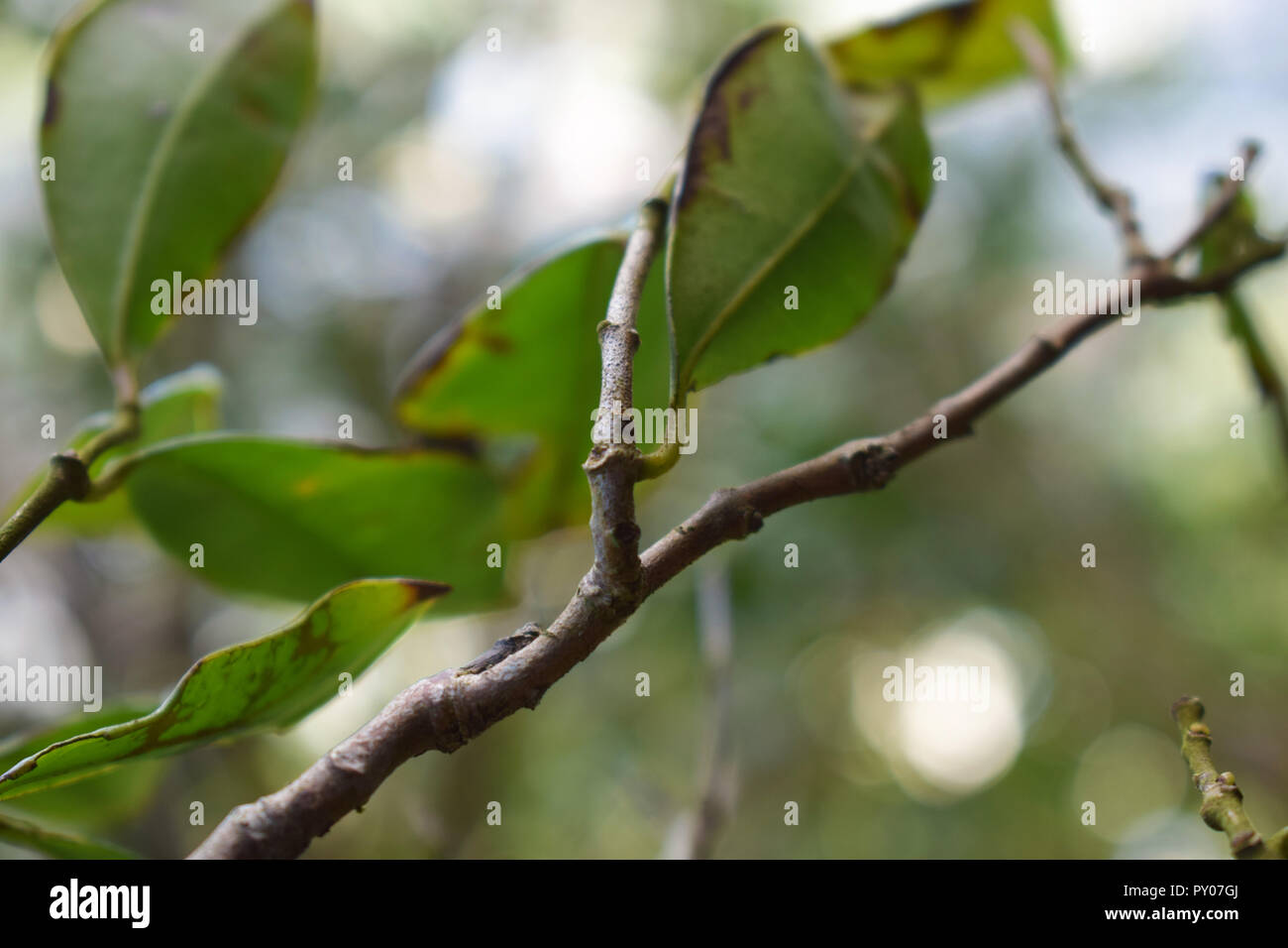 Guava tree farming hi-res stock photography and images - Alamy