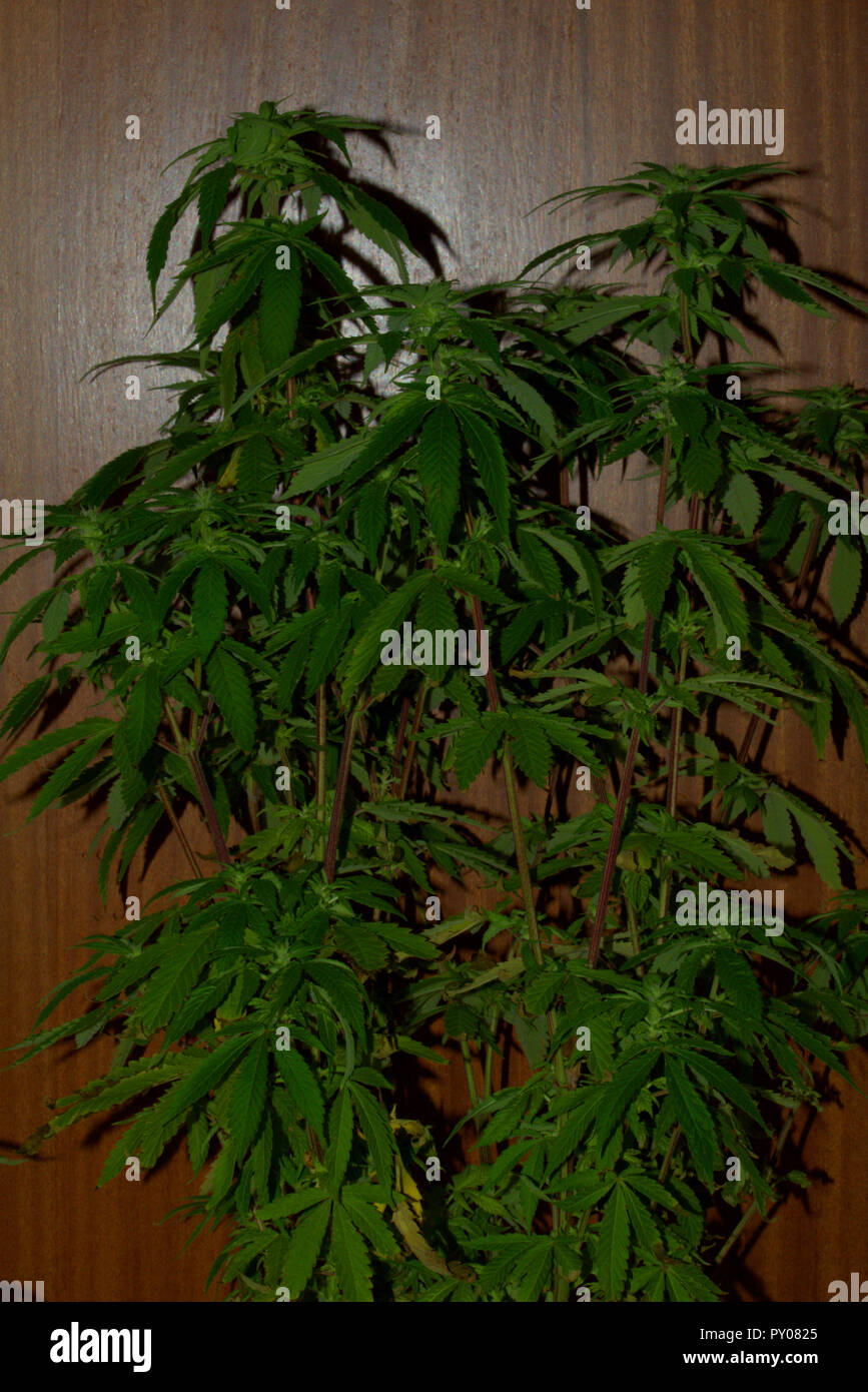 Flowering hemp plants, cannabis sativa Stock Photo - Alamy Flowering hemp plants, cannabis sativa Stock Photo - Alamy
