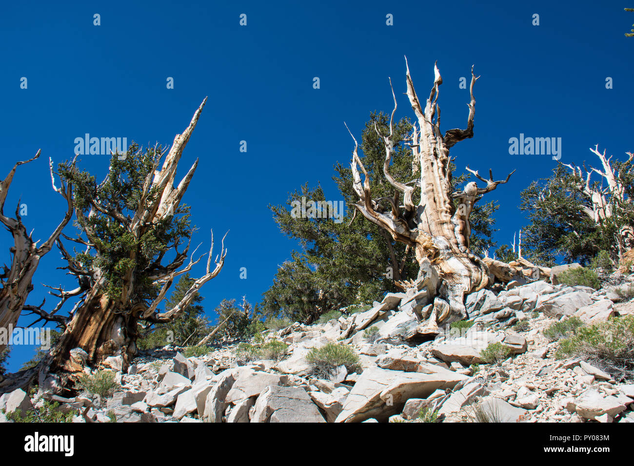 Ancient Bristlecone Pine Tree - these old trees have twisted and ...
