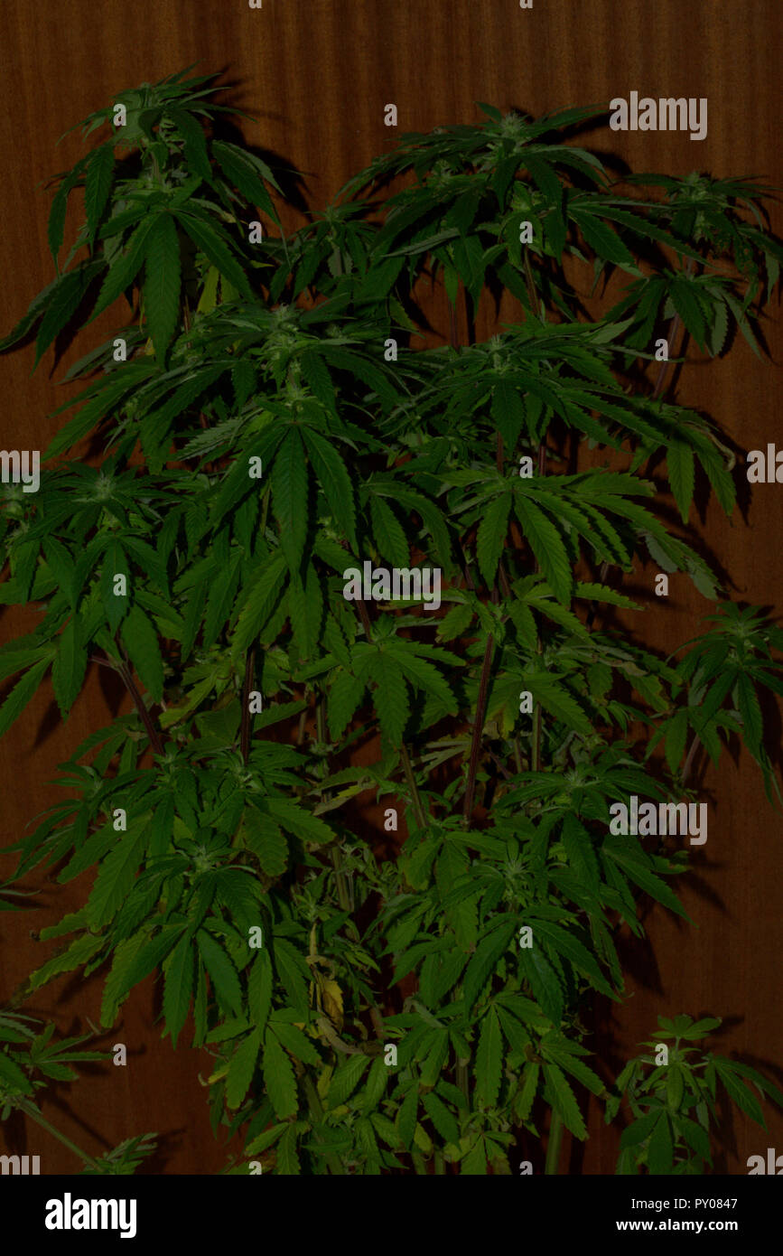 Flowering hemp plants, cannabis sativa Stock Photo - Alamy Flowering hemp plants, cannabis sativa Stock Photo - Alamy