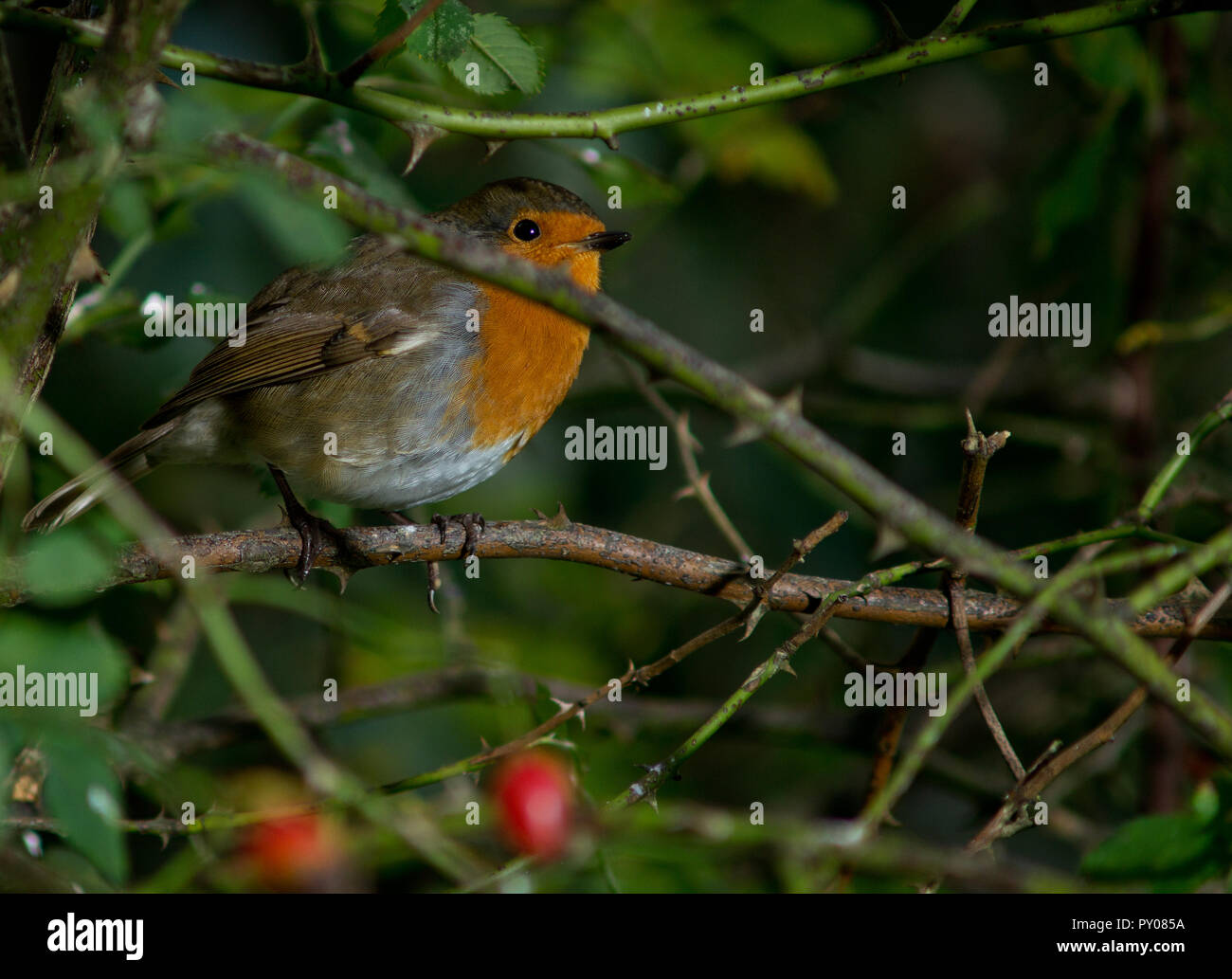 Dramatic footage of Robin bird perched on a thorny branch with green ...