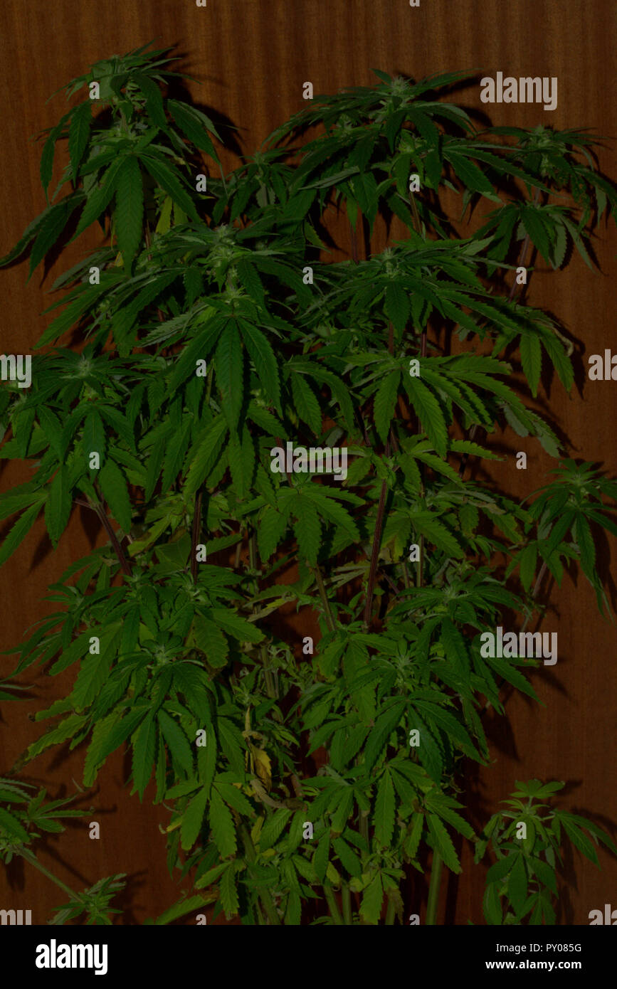 Flowering hemp plants, cannabis sativa Stock Photo - Alamy Flowering hemp plants, cannabis sativa Stock Photo - Alamy