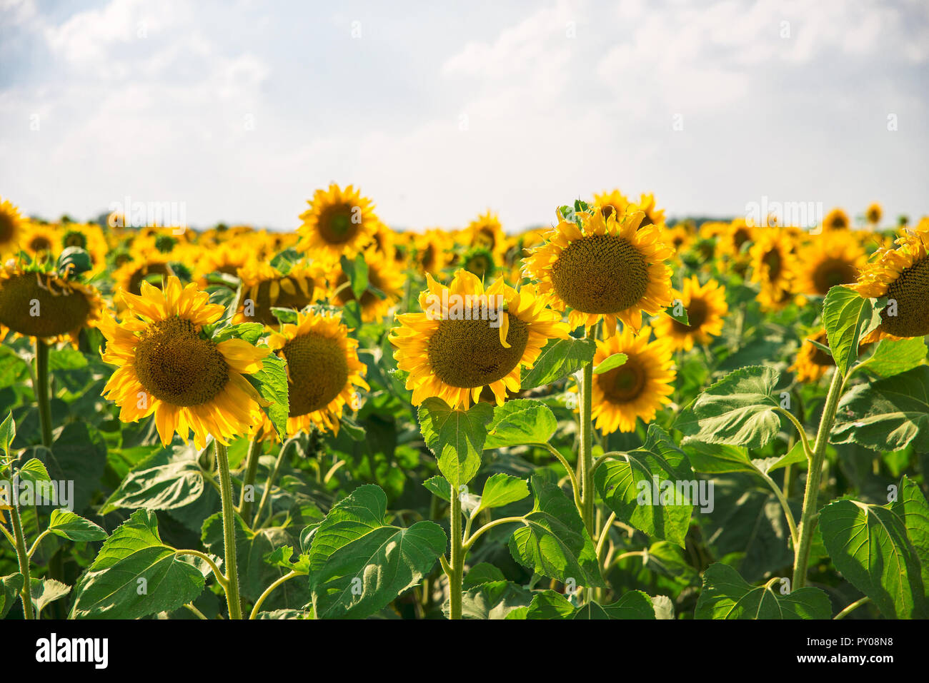 Multi head sunflower hi-res stock photography and images - Alamy