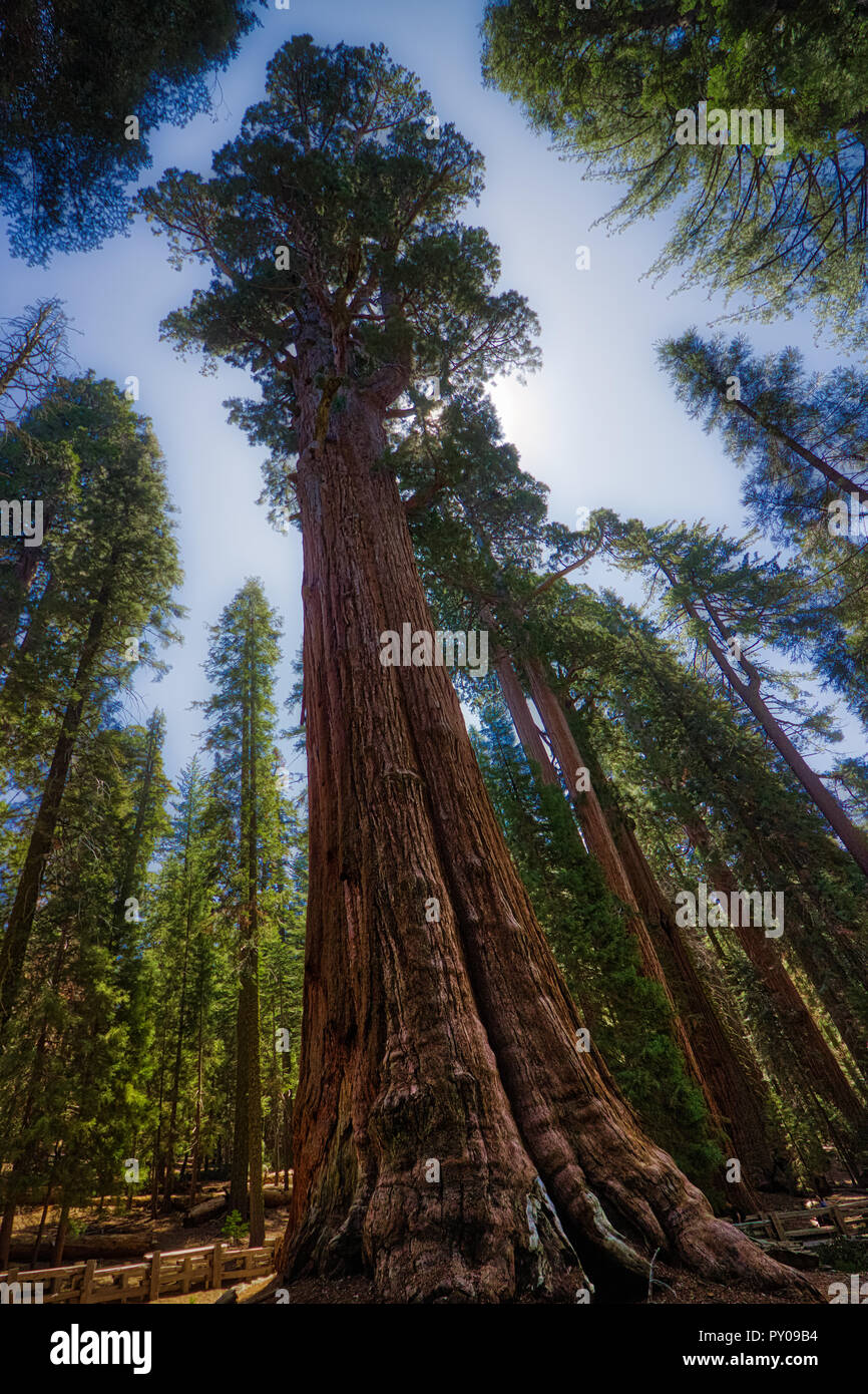 Low-angle view of a Giant Sequoia Tree along the General Sherman Trail ...