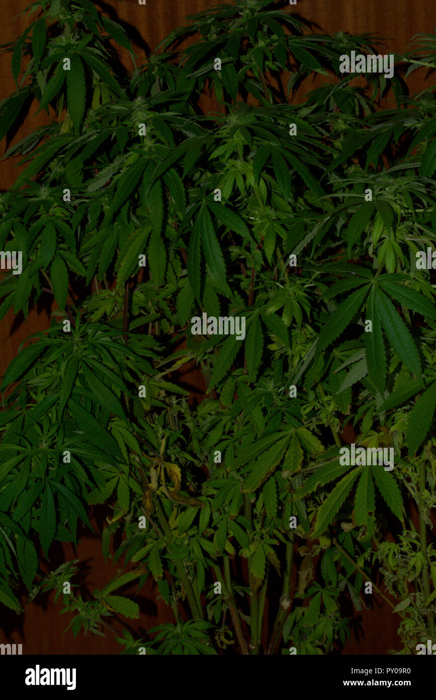 Flowering hemp plants, cannabis sativa Stock Photo - Alamy Flowering hemp plants, cannabis sativa Stock Photo - Alamy