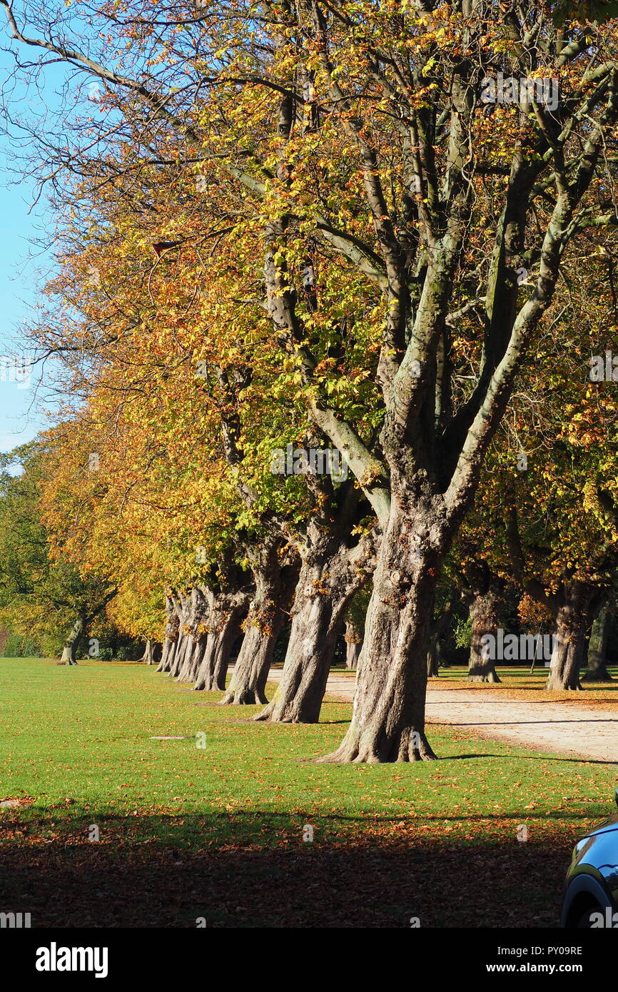 A row of mighty trees Stock Photo - Alamy