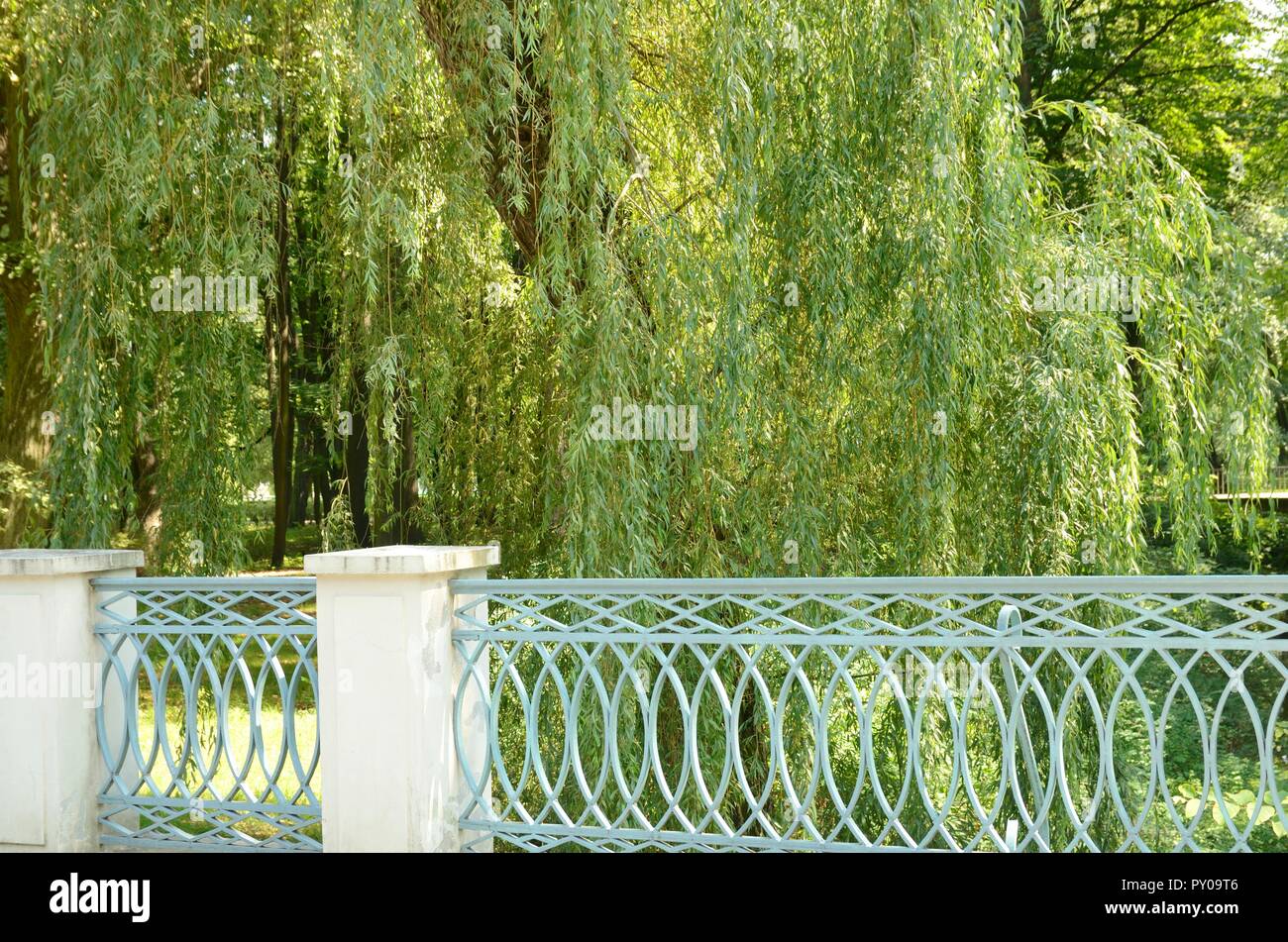 Trees next to to iron banister of the bridge at Park in Warsaw, Poland ...