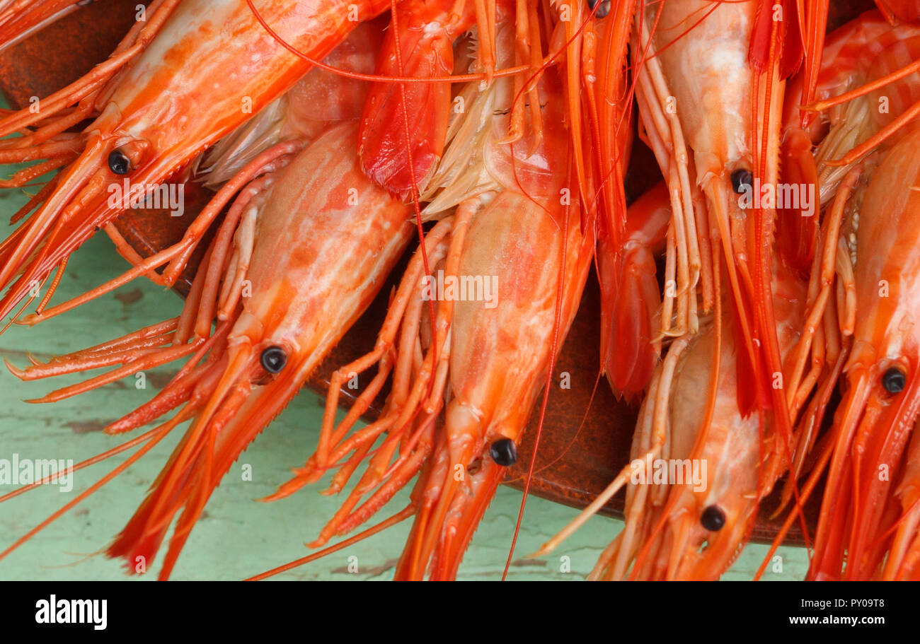 Cooked red shrimp on display Stock Photo - Alamy
