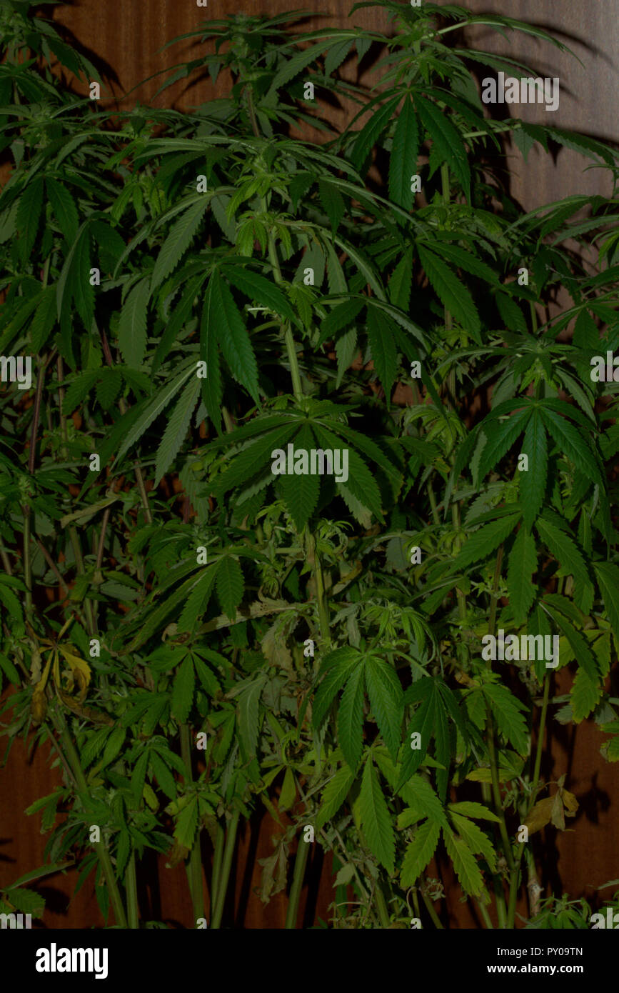 Flowering hemp plants, cannabis sativa Stock Photo - Alamy