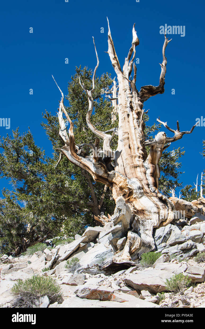 Ancient Bristlecone Pine Tree - these old trees have twisted and ...
