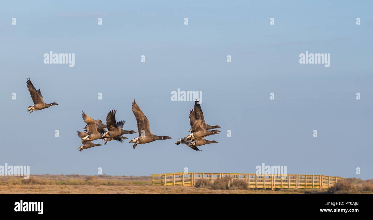 Flying geese hi-res stock photography and images - Alamy