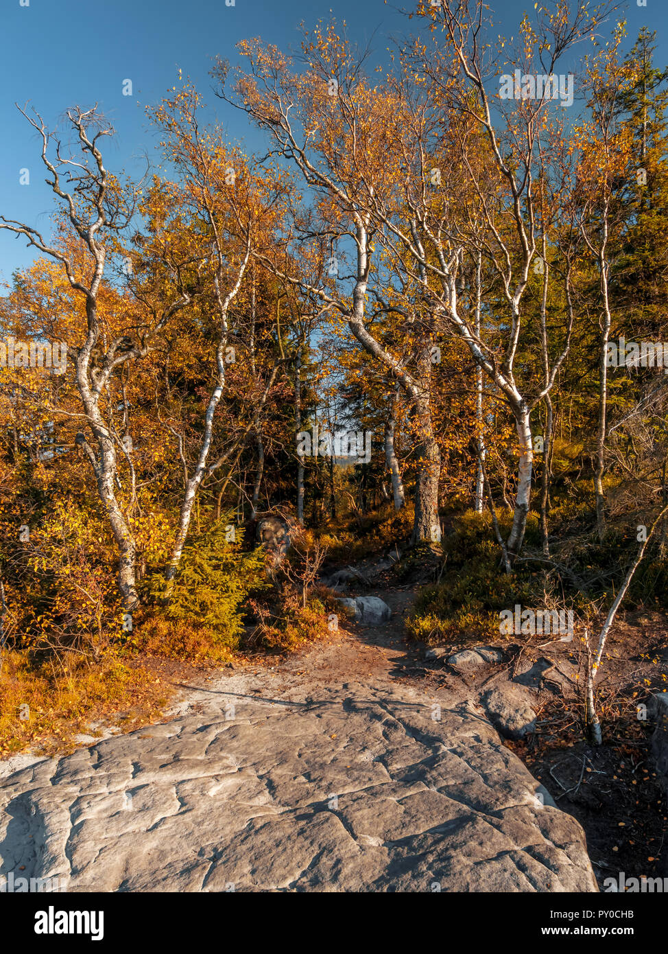 Bunch of birch trees in fall colors growing on the Kloof Corner in the ...