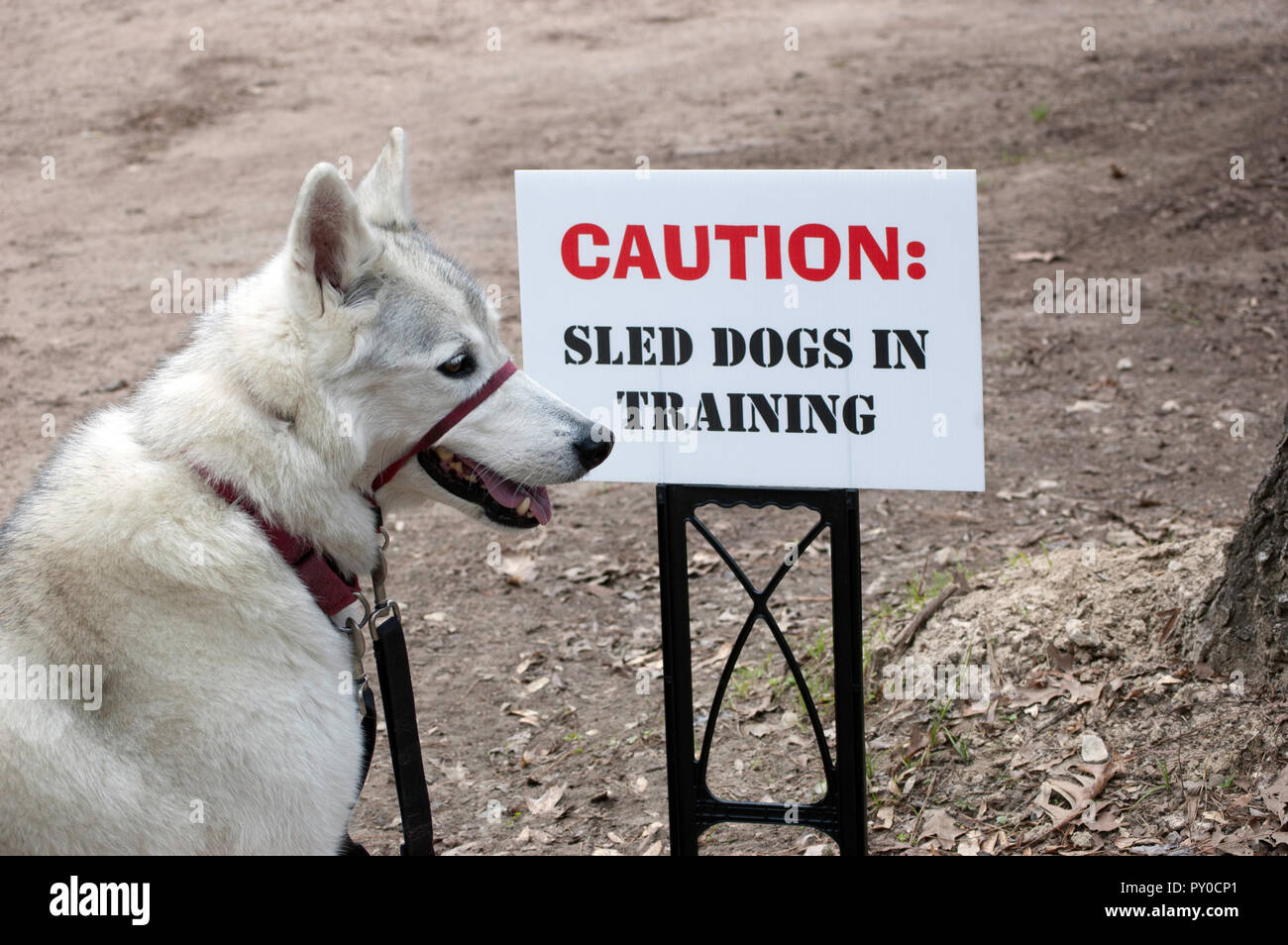 Caution sled hi-res stock photography and images - Alamy