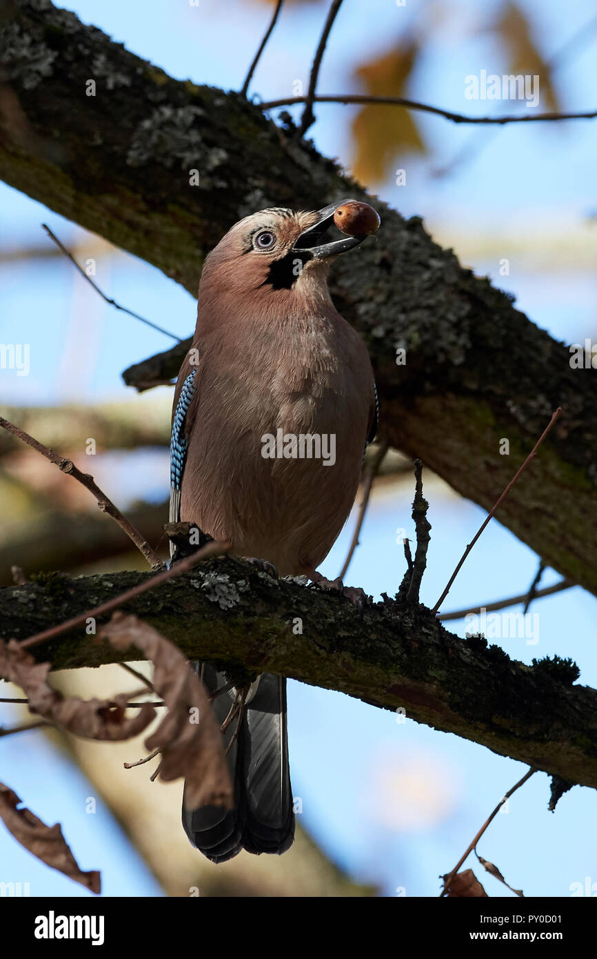 Eurasian jay in its natural habitat in Denmark Stock Photo - Alamy