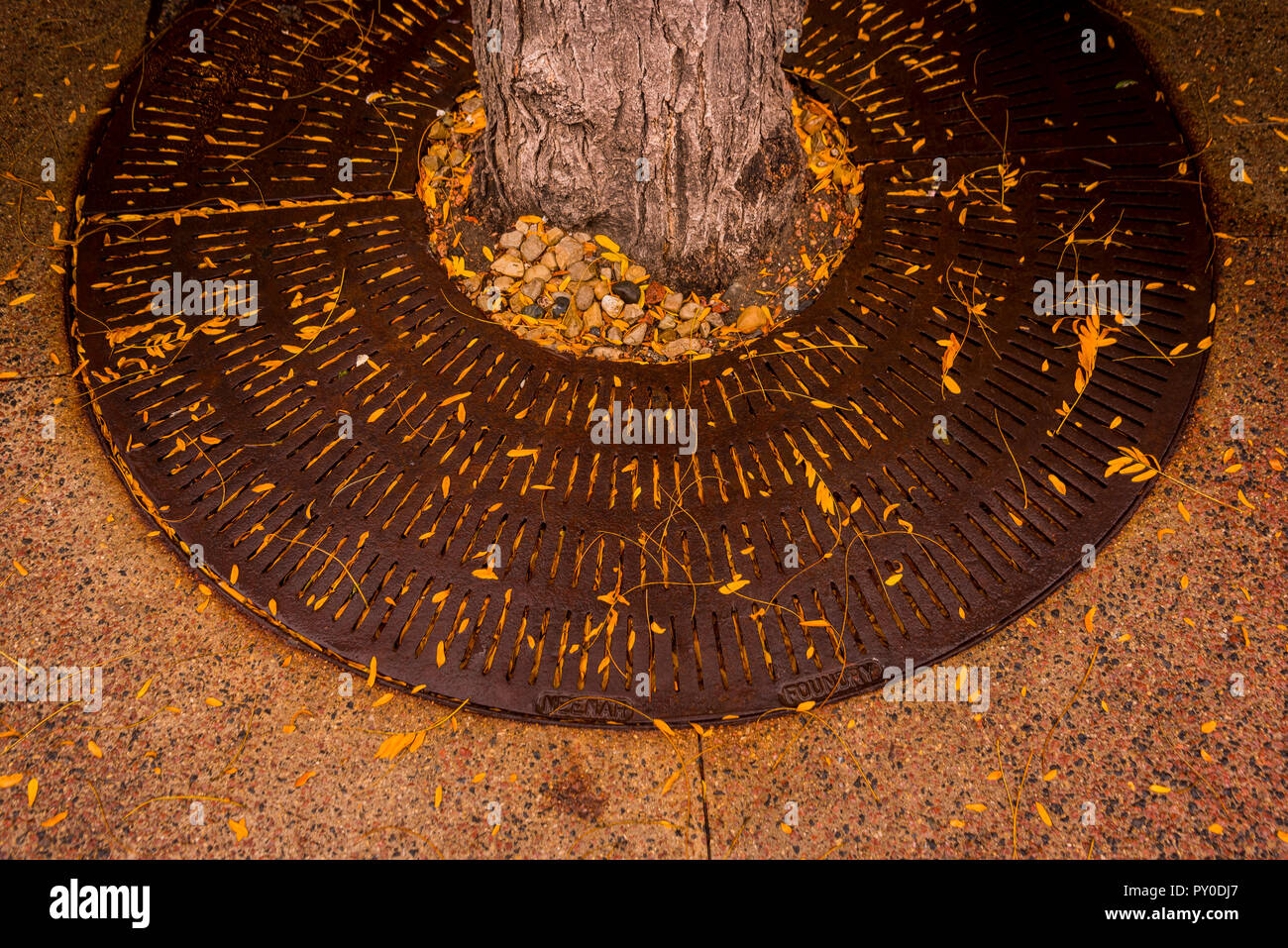Tree grate hi-res stock photography and images - Alamy