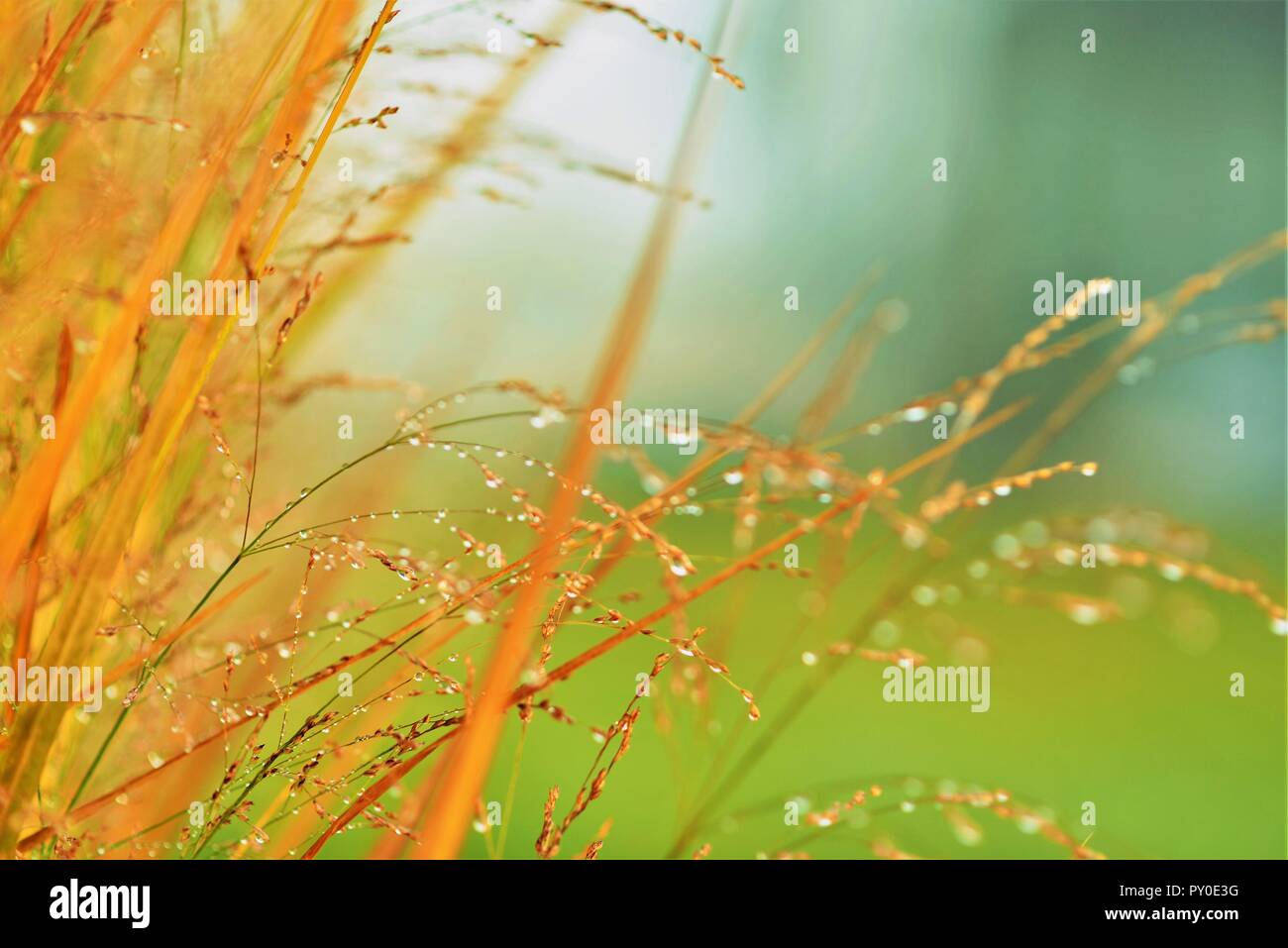 Drops dew grass hi-res stock photography and images - Alamy