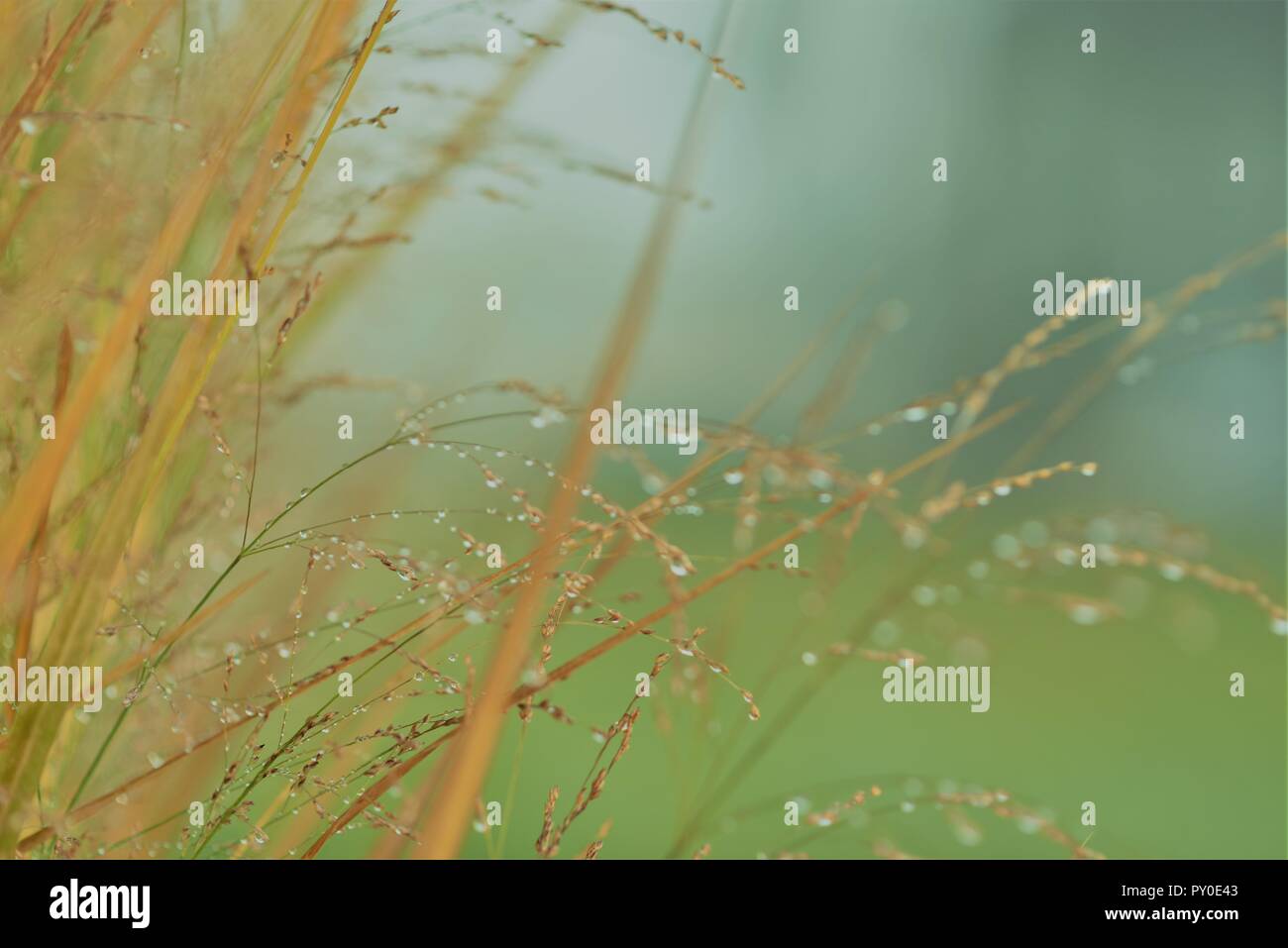 Drops dew grass hi-res stock photography and images - Alamy
