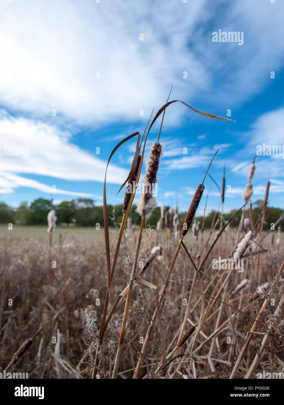 Moses in the bullrushes hi-res stock photography and images - Alamy