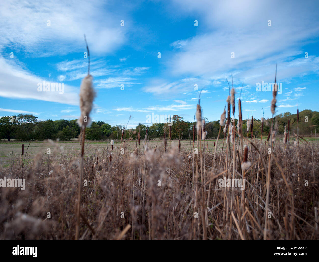 Moses in the bullrushes hi-res stock photography and images - Alamy