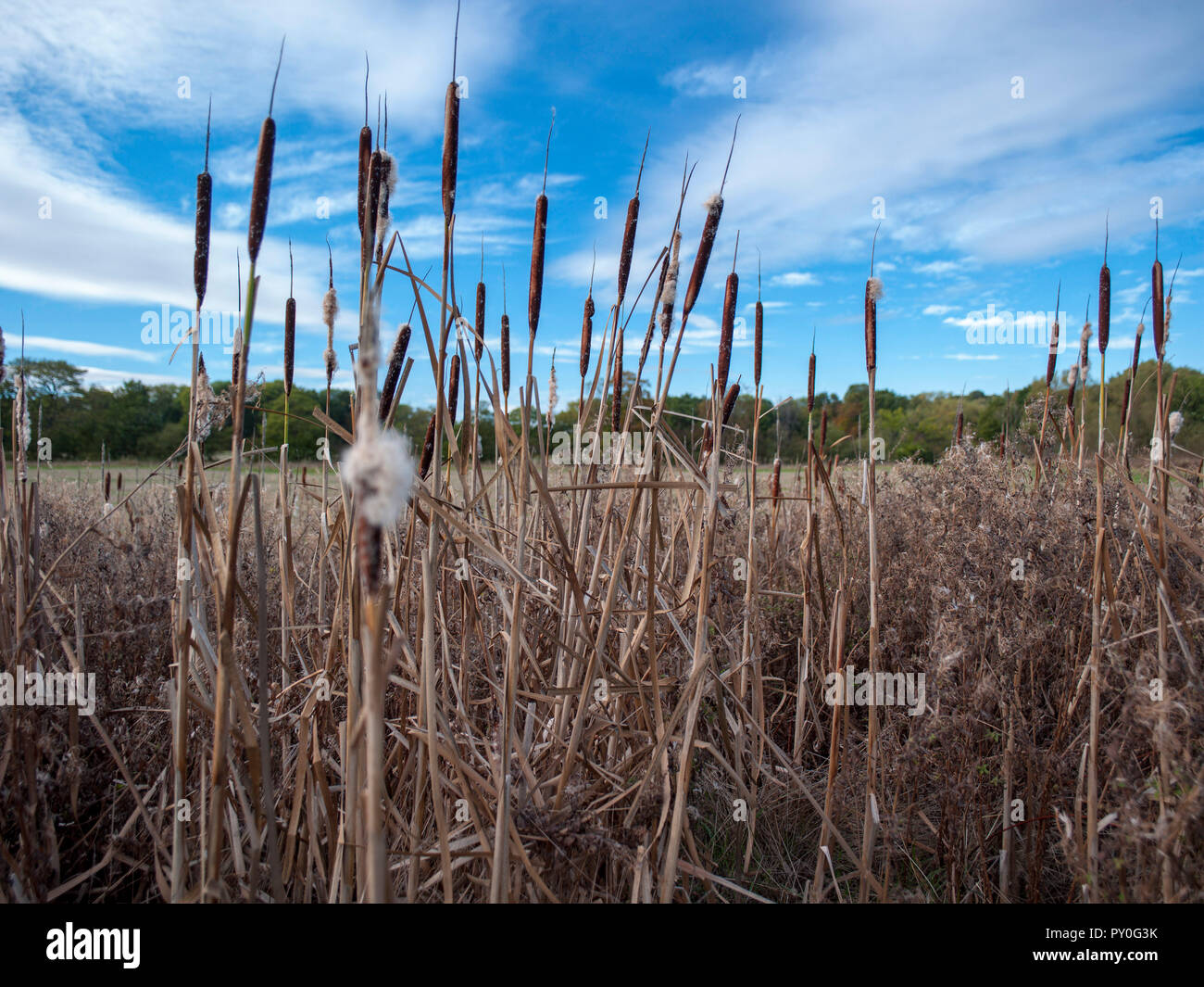 Moses in the bullrushes hi-res stock photography and images - Alamy