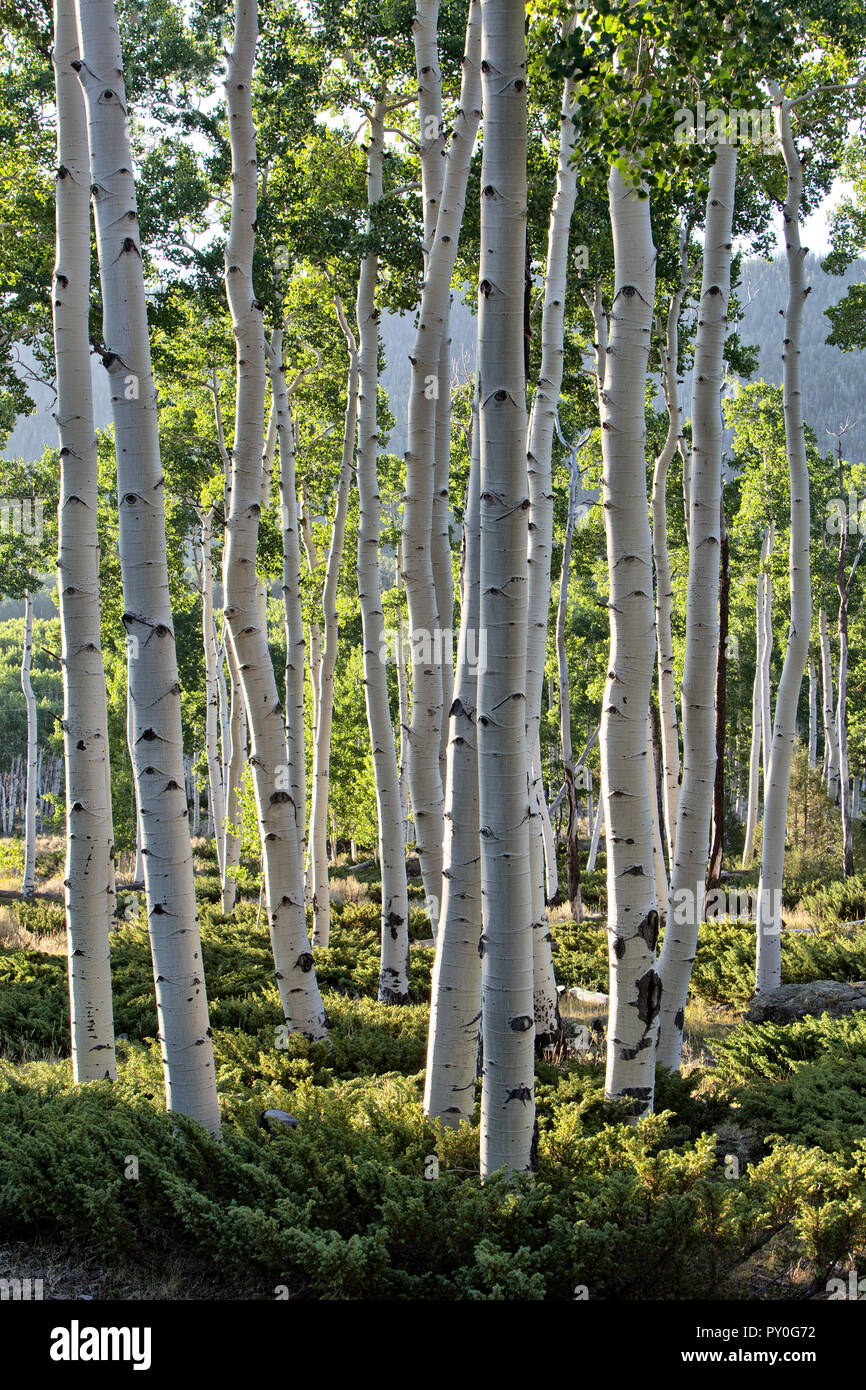 Pando High Resolution Stock Photography and Images - Alamy