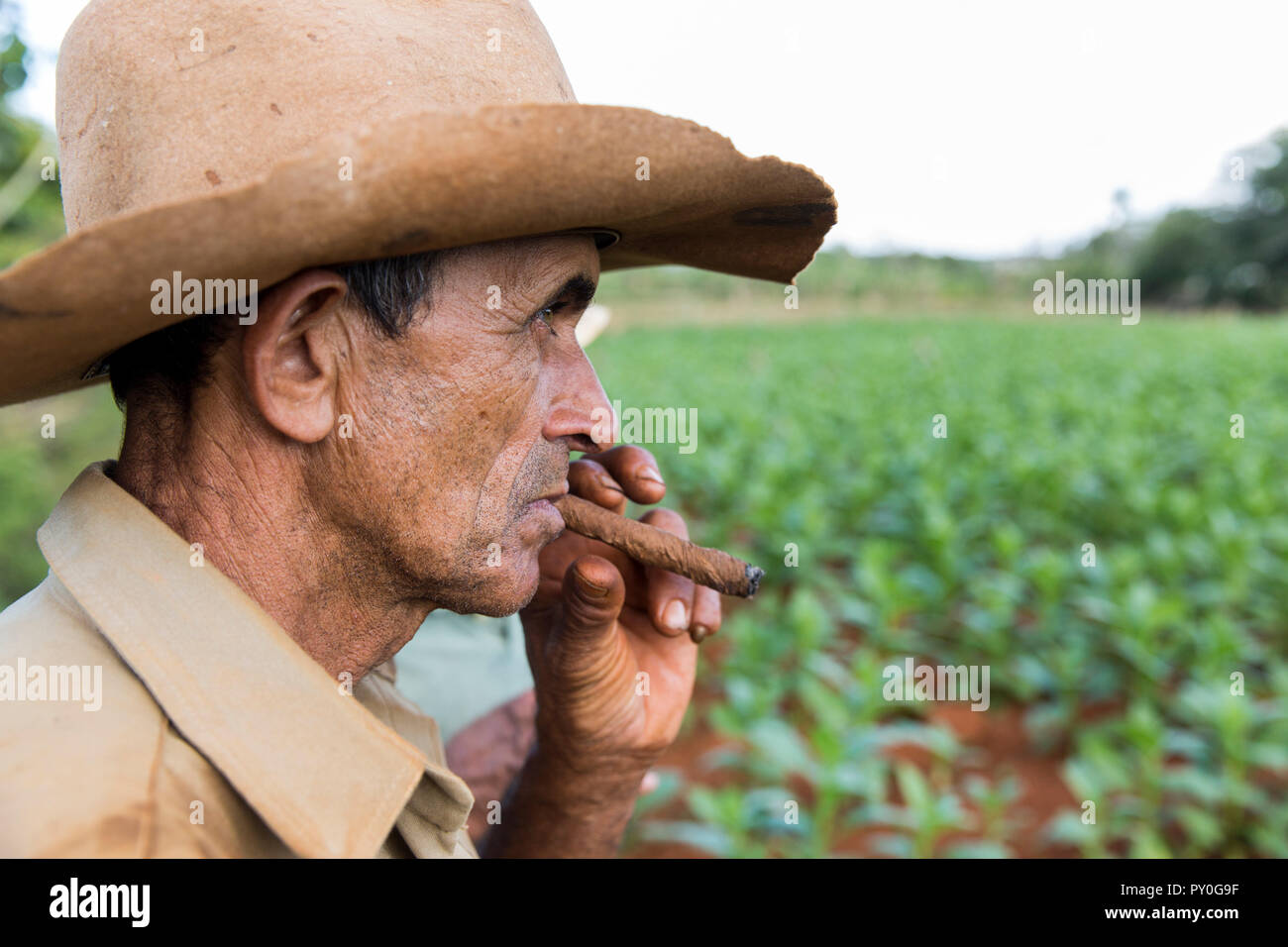 Profile of mature farmer smoking cigar on tobacco plantation, Vinales ...