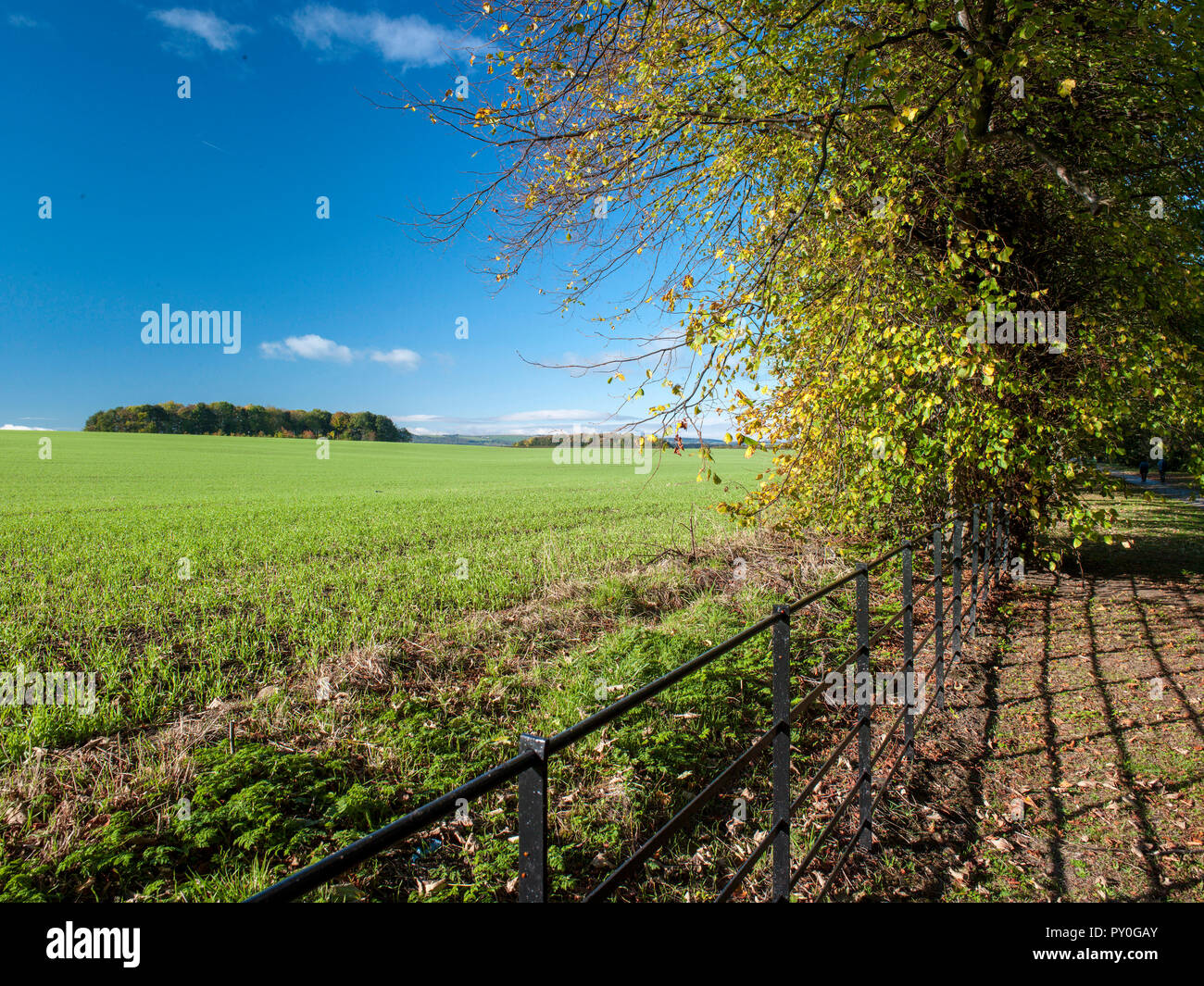 Farmland and wooded copse in autumn sunshine, Wentworth, South ...