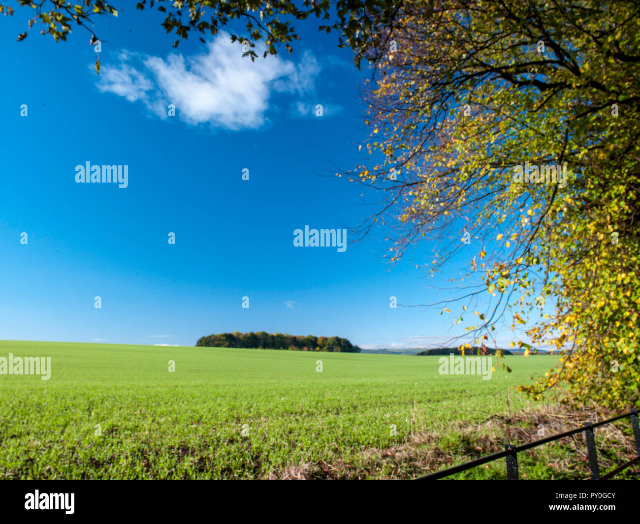 Farmland and wooded copse in autumn sunshine, Wentworth, South ...