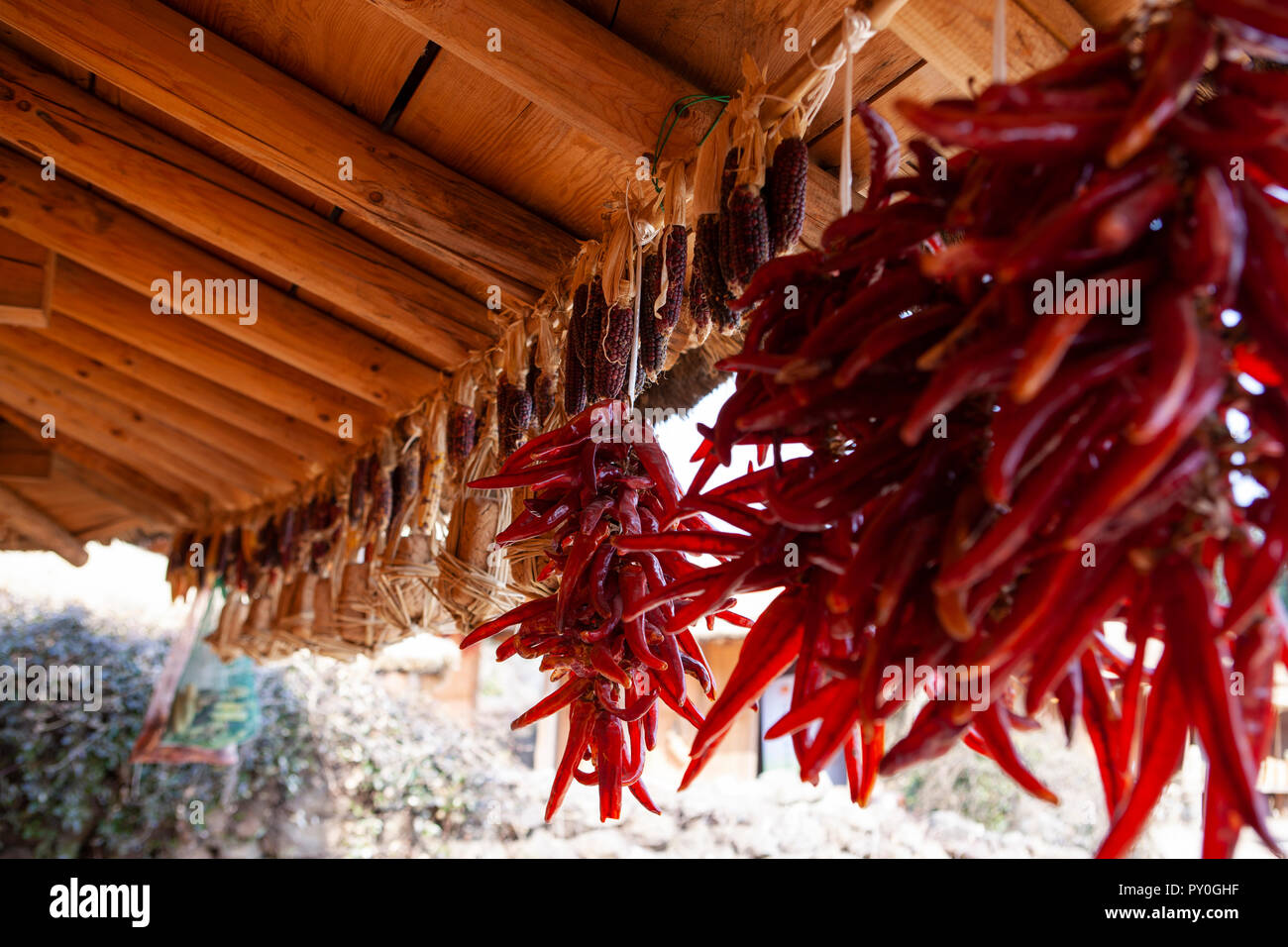 Dry chili, Namhae-gun, Gyeongsangnam-do Province, South korea Stock ...