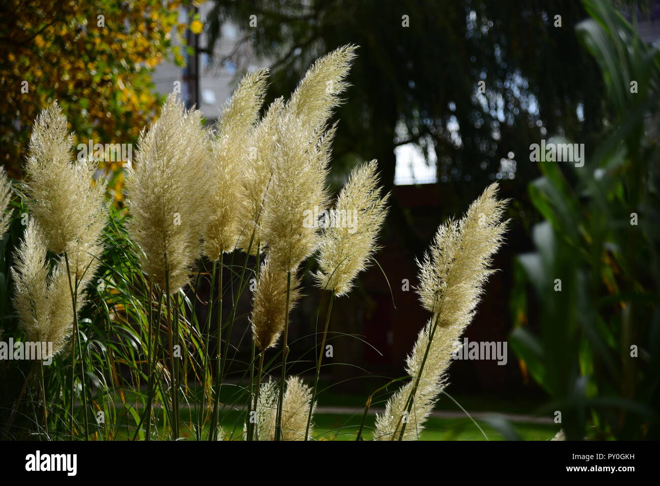 Pampas grass in border hi-res stock photography and images - Alamy