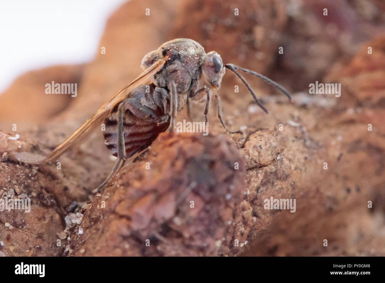 Knopper gall wasp hi-res stock photography and images - Alamy