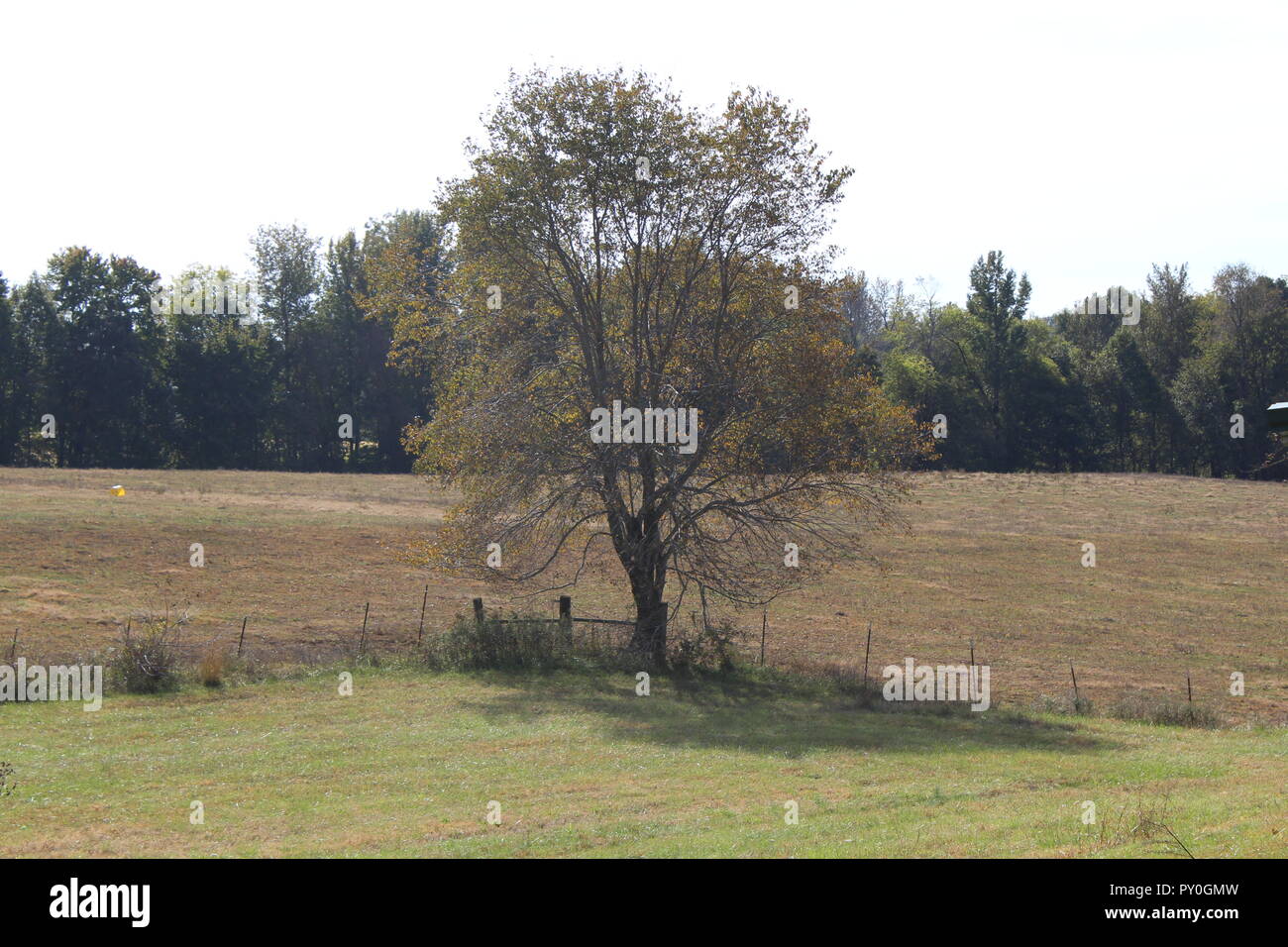 Maple tree by cow pasture Stock Photo - Alamy