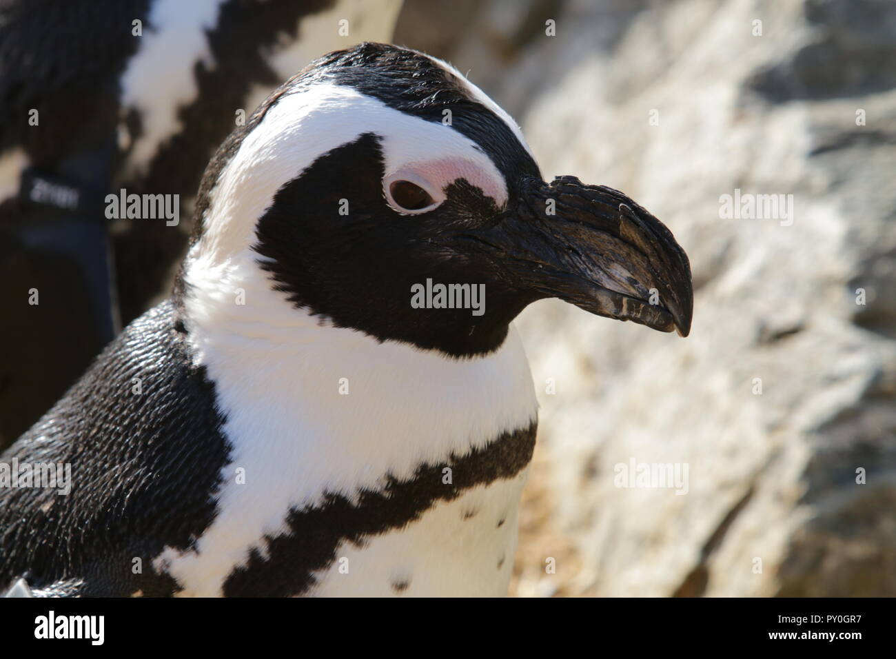 Banded Penguins Stock Photos & Banded Penguins Stock Images - Alamy