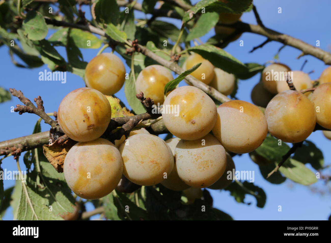 Wild bullace tree hi-res stock photography and images - Alamy